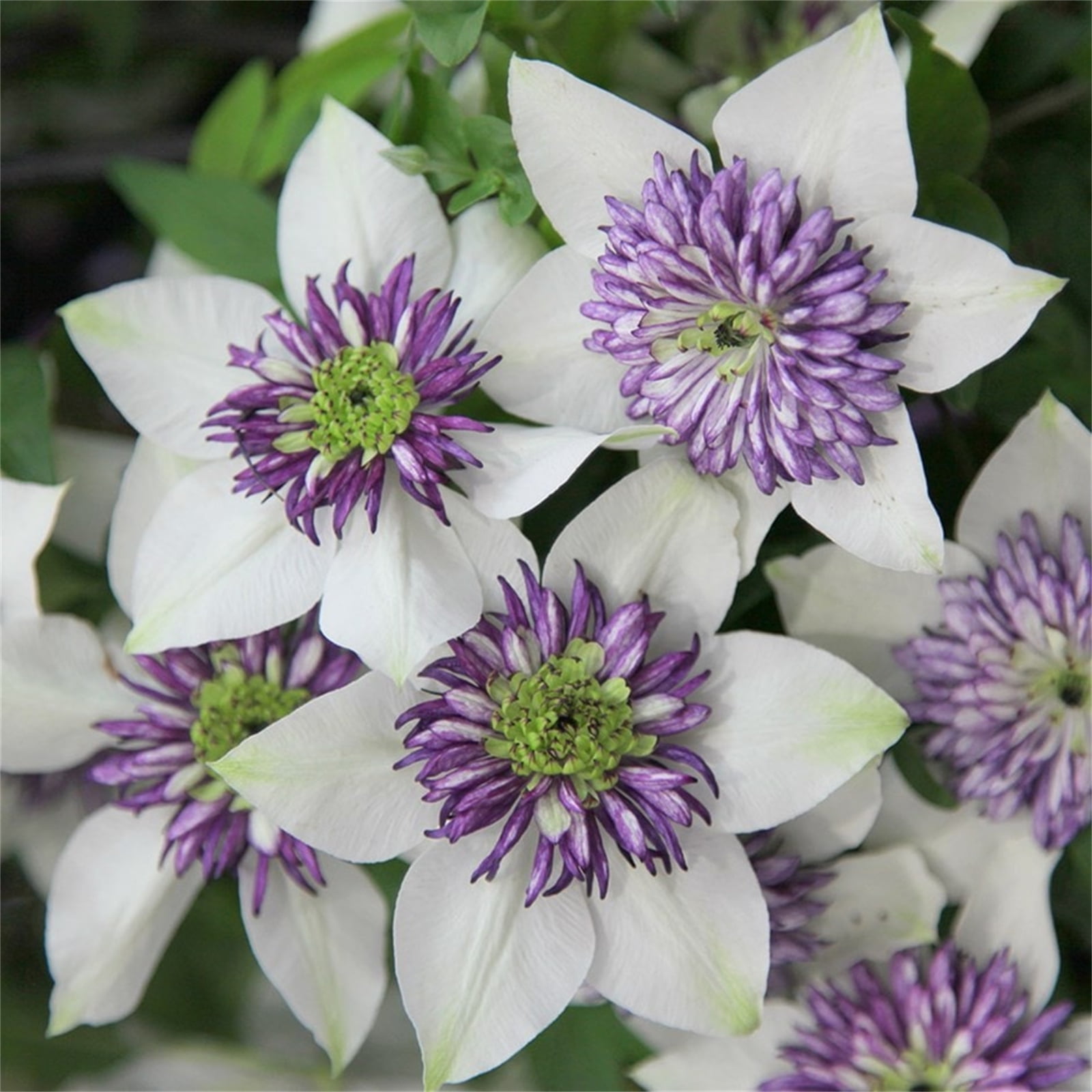 Clematis Plant, Improve Environmental Conditions. Rhizome Easy to Grow ...