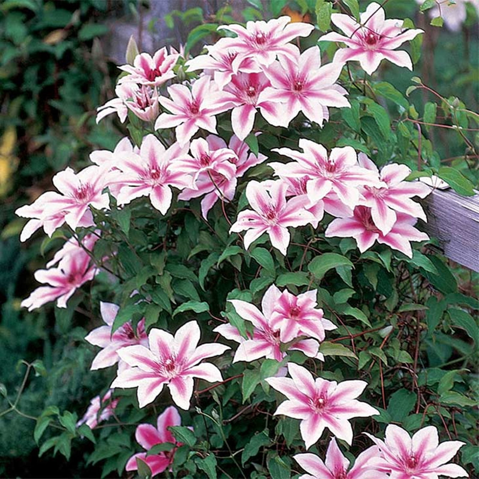 Clematis Plant, Rhizome Easy to Grow & Maintain, Easy to Grow Live ...