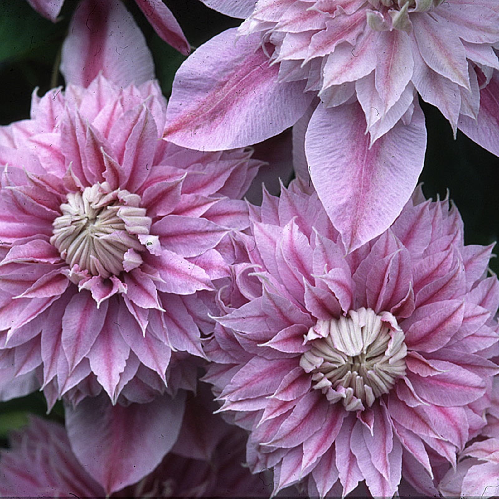 Clematis Plant, Rhizome Easy to Grow & Maintain, Easy to Grow Live ...