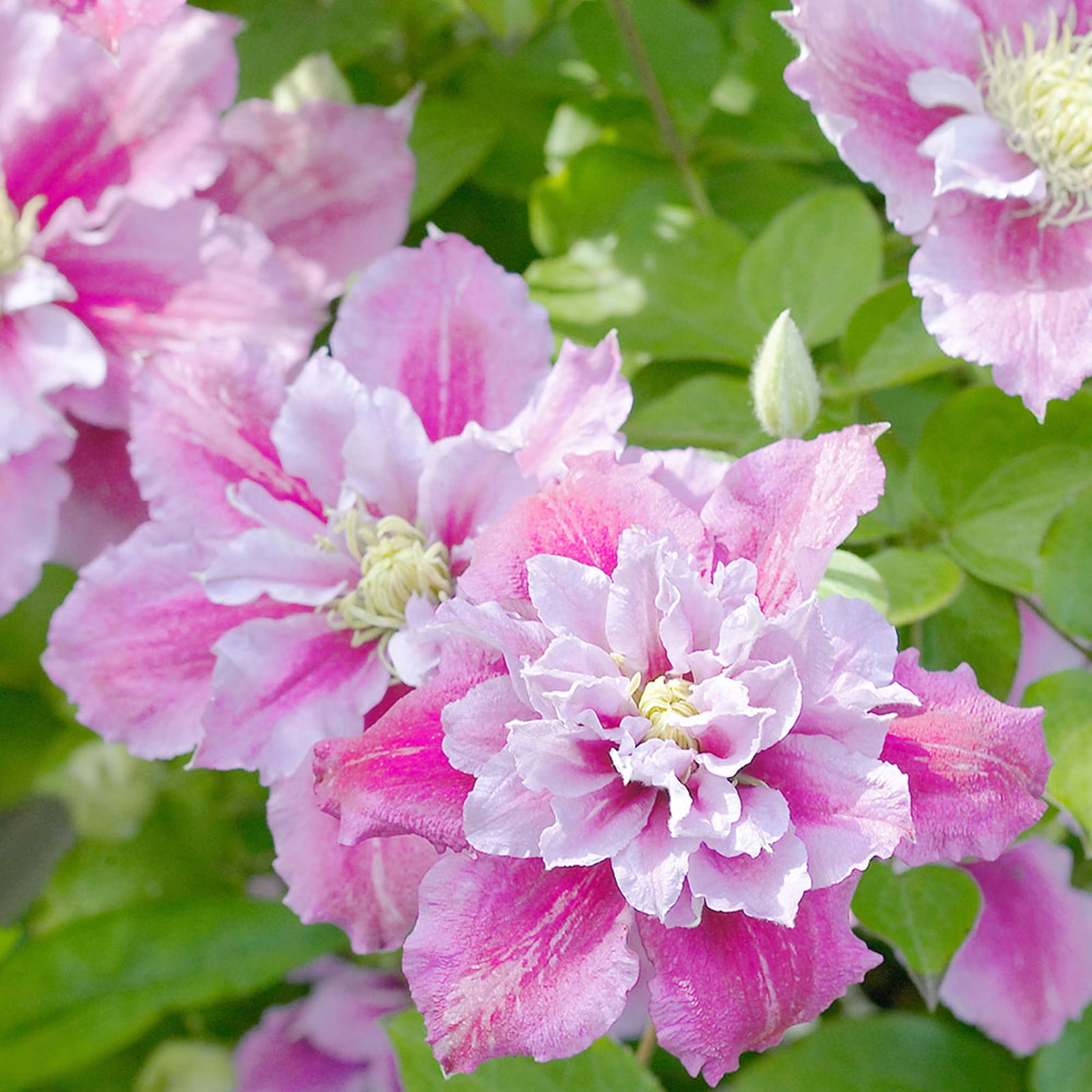 Clematis Plant, Rhizome Easy to Grow & Maintain, Easy to Grow Live ...
