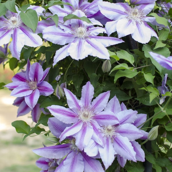 Clematis Plant, Rhizome Easy to Grow & Maintain, Easy to Grow Live ...
