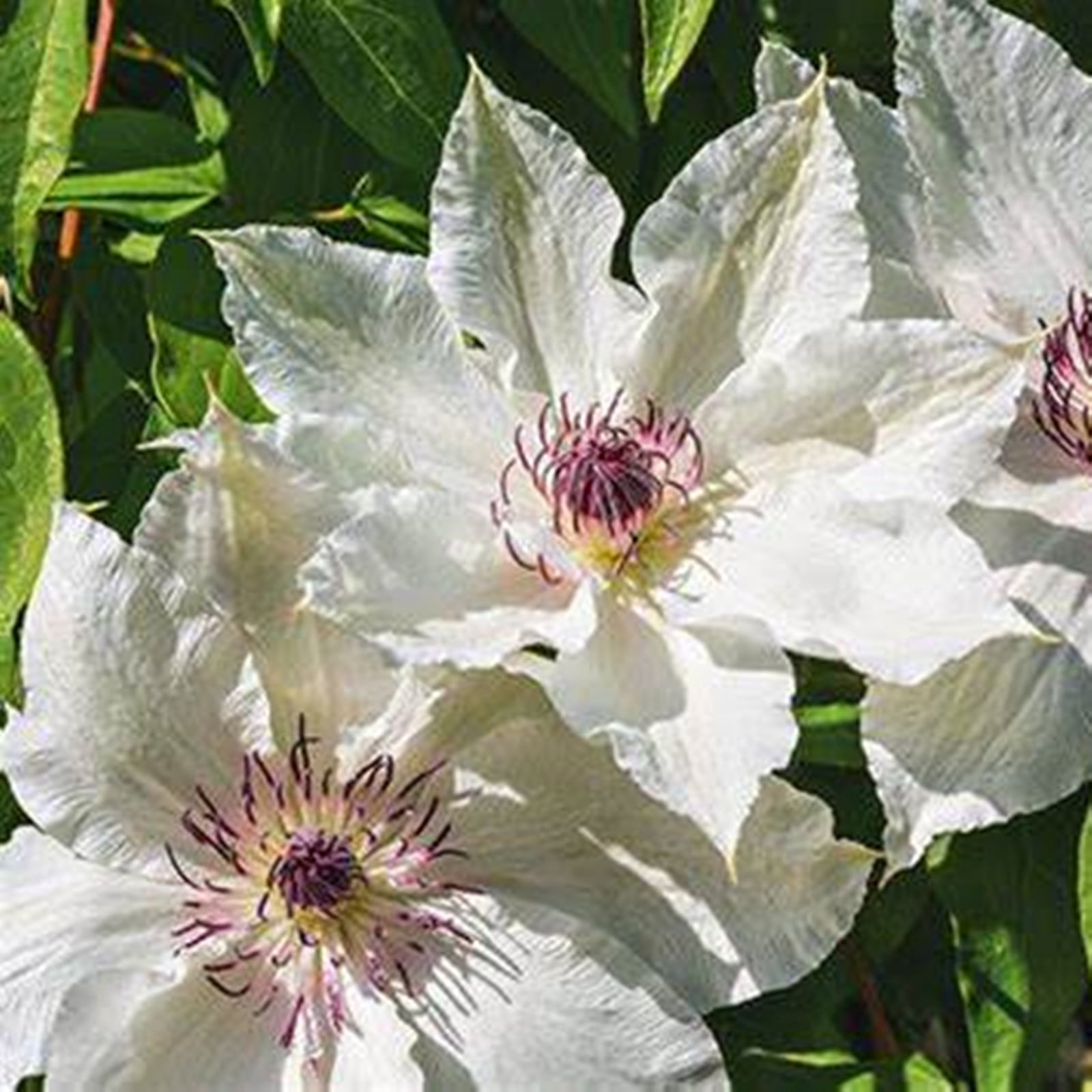Clematis Plant, Rhizome Easy to Grow & Maintain, Live Plants - Outdoor ...