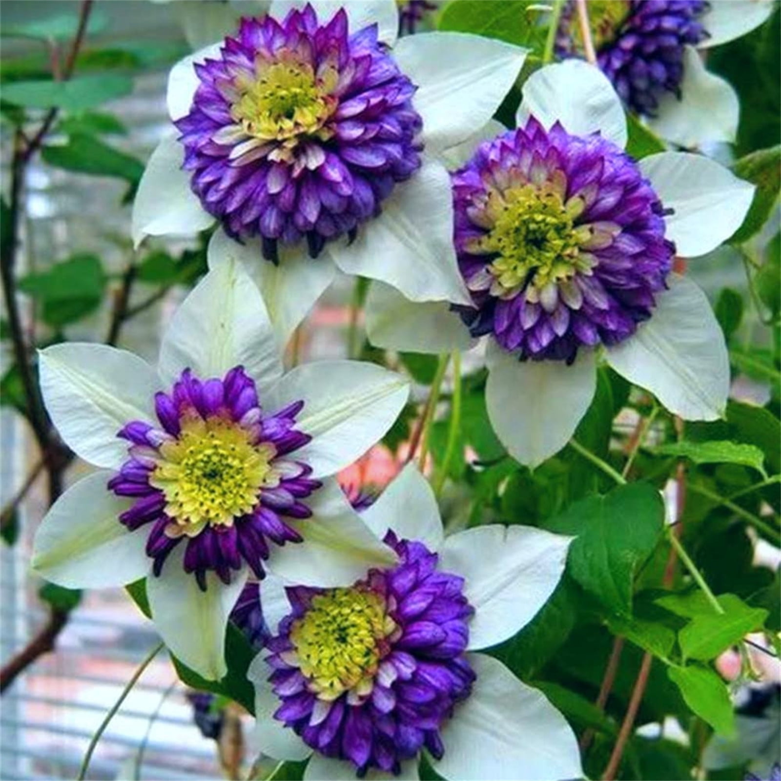 Clematis Plant, Rhizome Easy to Grow & Maintain, Grow Live Plants ...