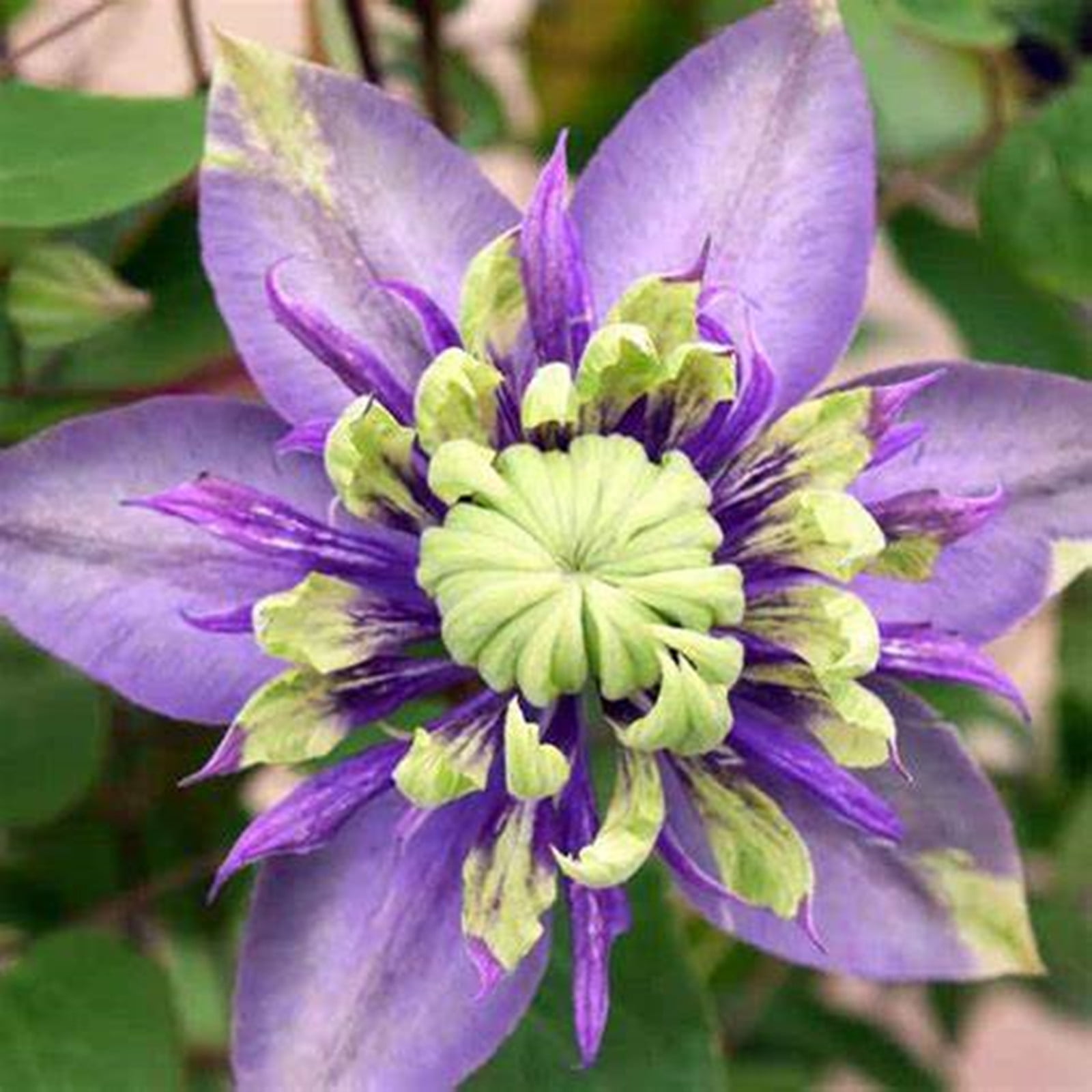 Clematis Plant, Rhizome Easy to Grow & Maintain, Live Plants - Outdoor ...