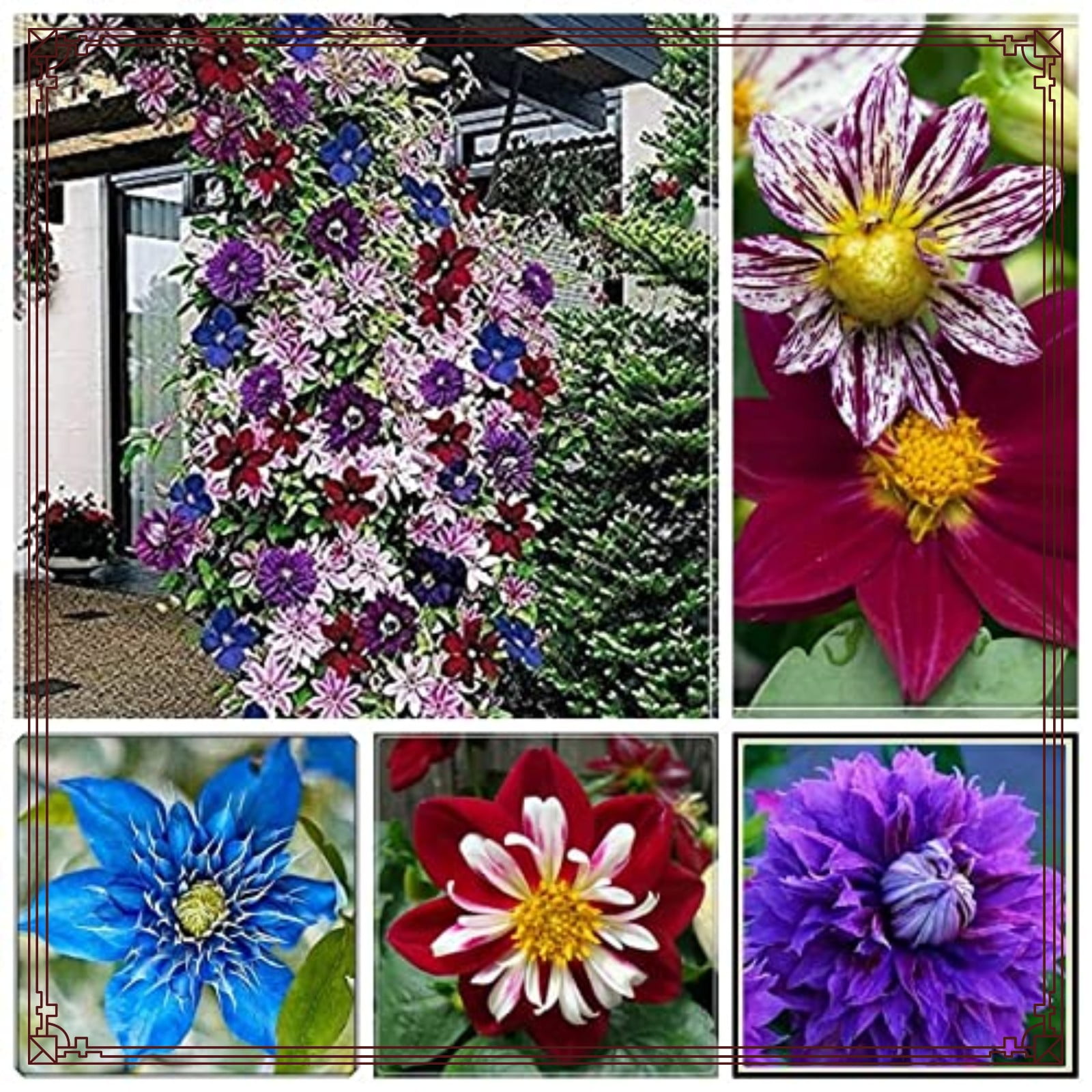 Clematis Planting-Beautiful Garden Decoration-Simple to Grow-Garden ...