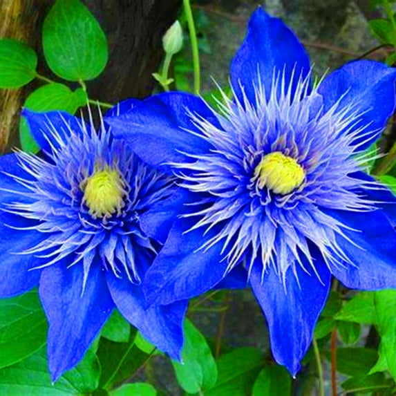 Clematis Planting-Beautiful Garden Decoration-Simple to Grow-Garden ...