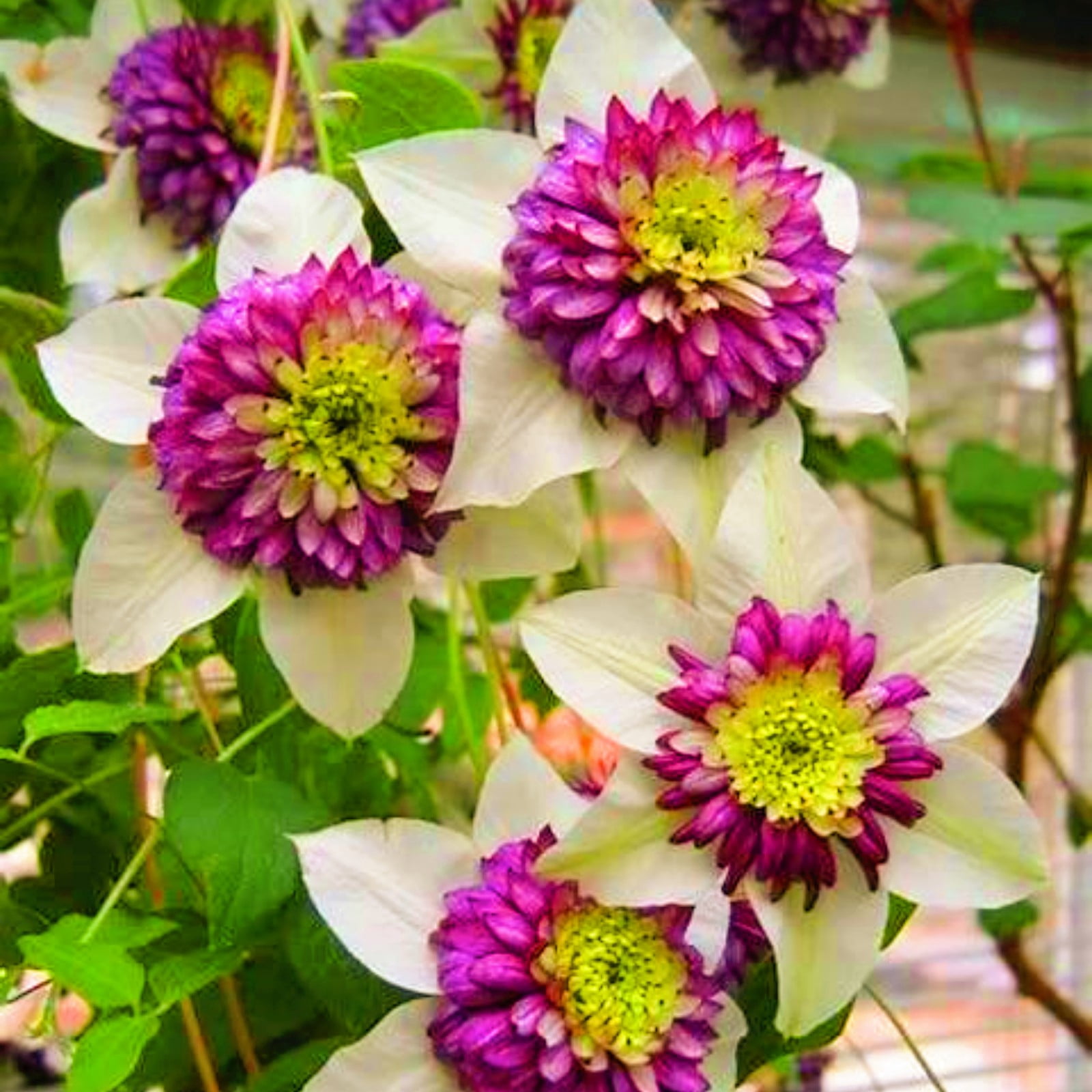Clematis Planting-Beautiful Garden Decoration-Simple to Grow-Garden ...