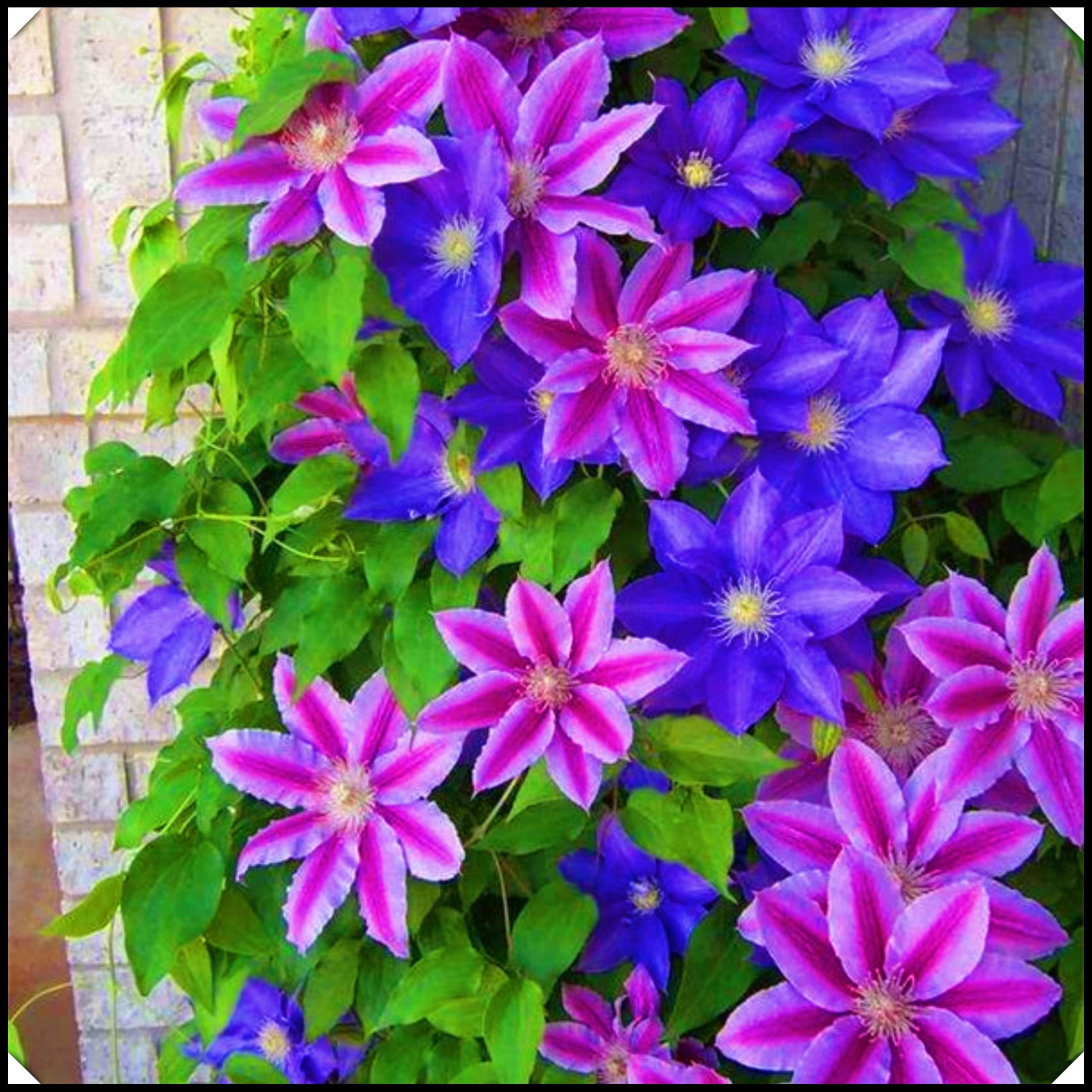 Clematis Planting-Beautiful Garden Decoration-Simple to Grow-Garden ...