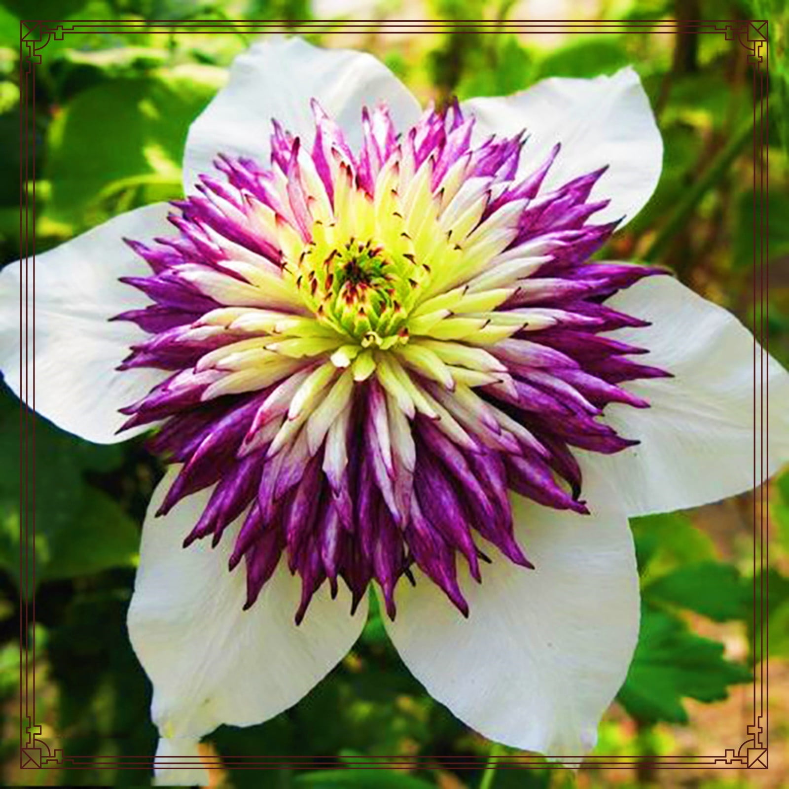 Clematis Planting-Beautiful Garden Decoration-Simple to Grow-Garden ...