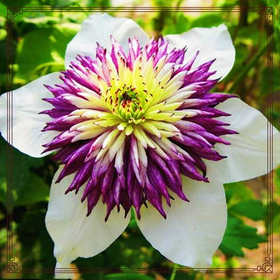 Clematis Planting-Beautiful Garden Decoration-Simple to Grow-Garden ...