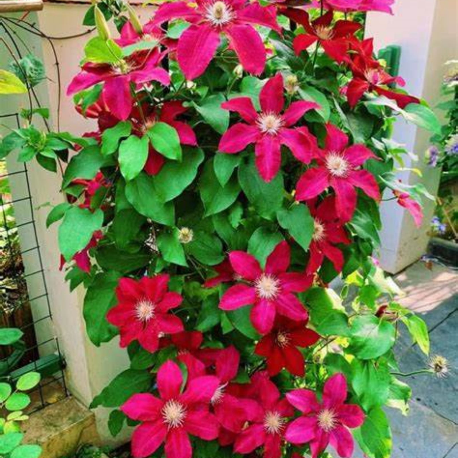 Clematis Planting Bulbs,Perennial Herbs,Garden,Attractive,Experience ...