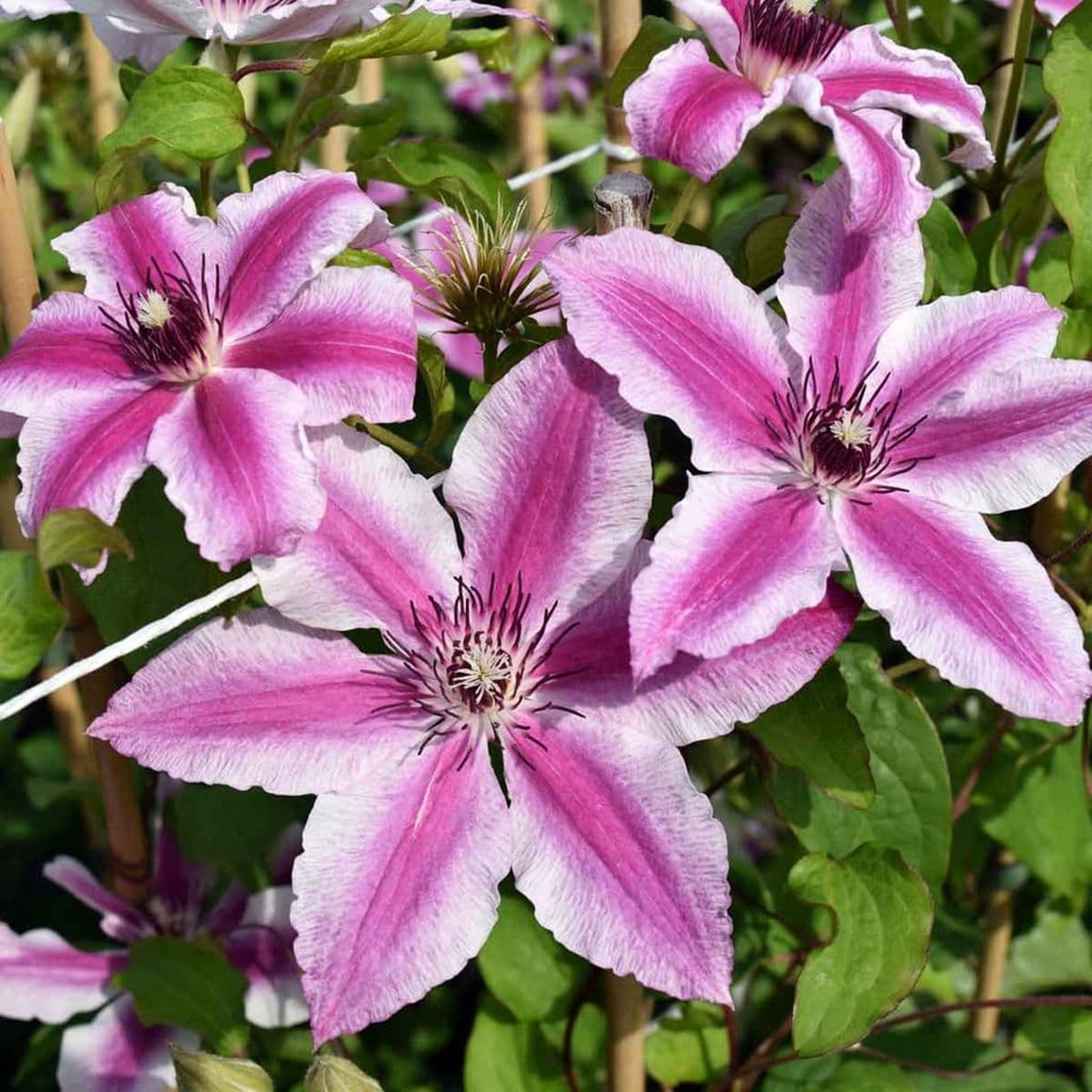 Clematis Plants. Attracts A Variety Of Insects, Clematis Vine Plant ...