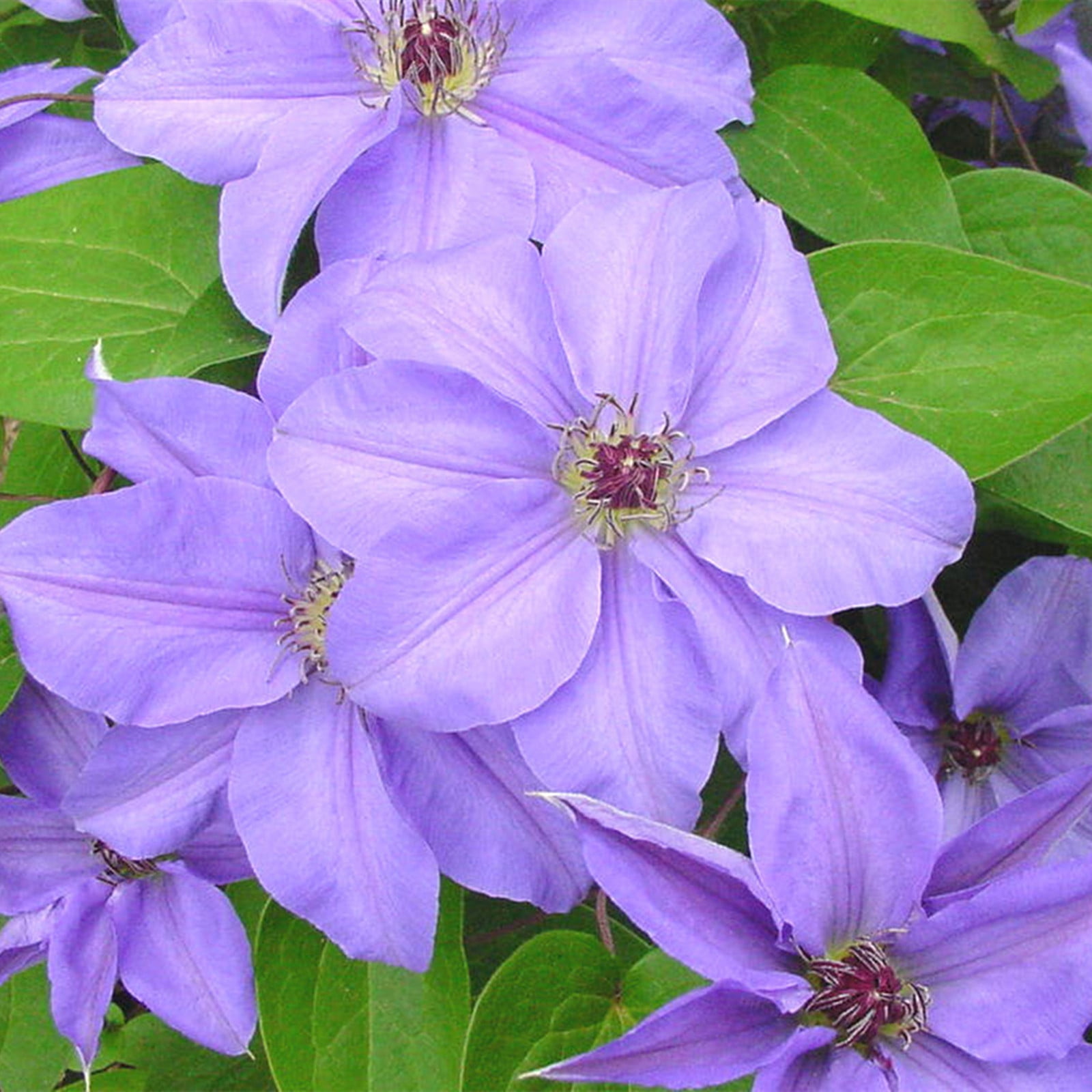 Clematis Plants. Attracts A Variety Of Insects, Clematis Vine Plant ...