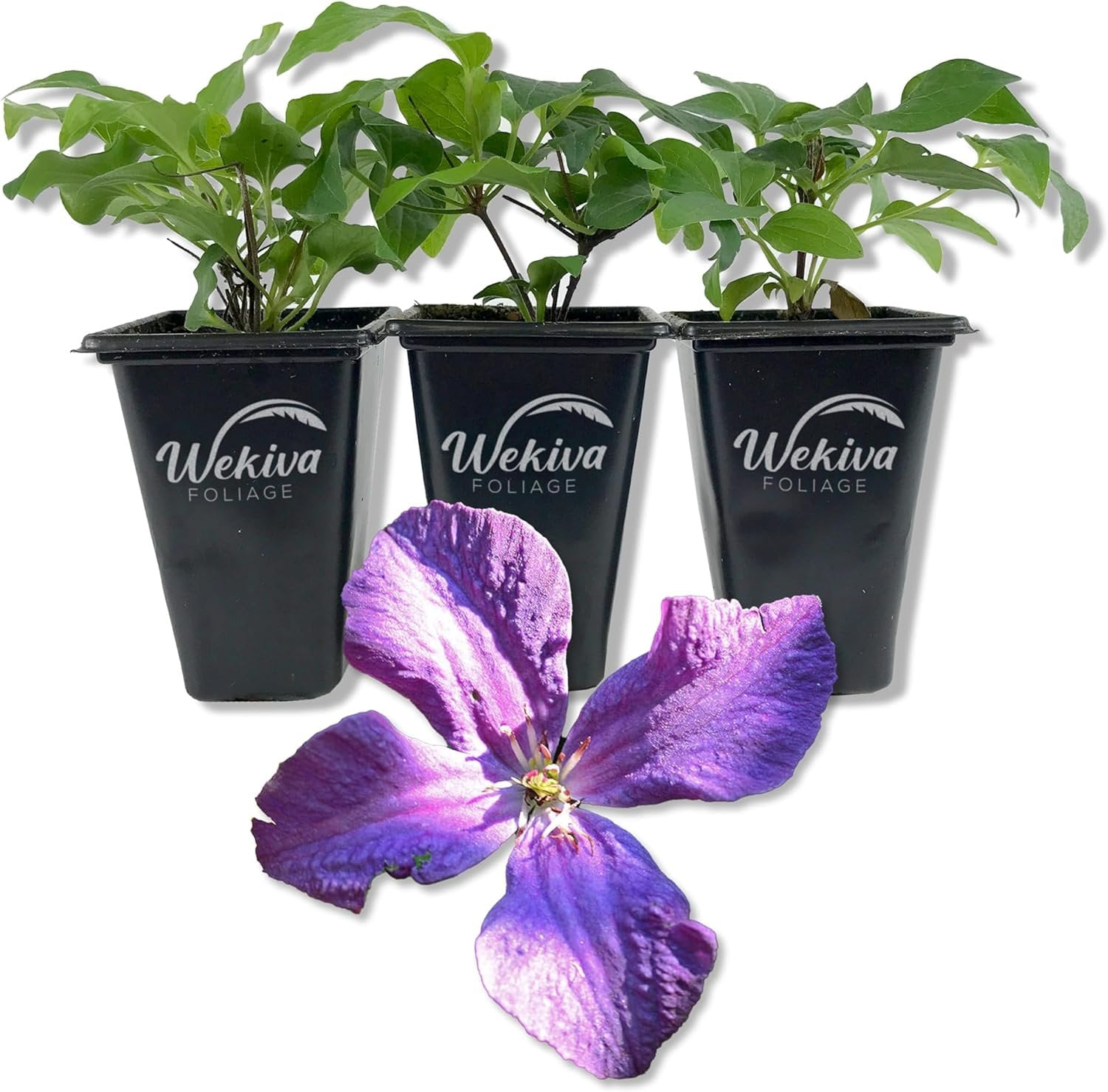 Clematis Polish Spirit - 3 Live Starter Plants in 2 Inch Growers Pots ...
