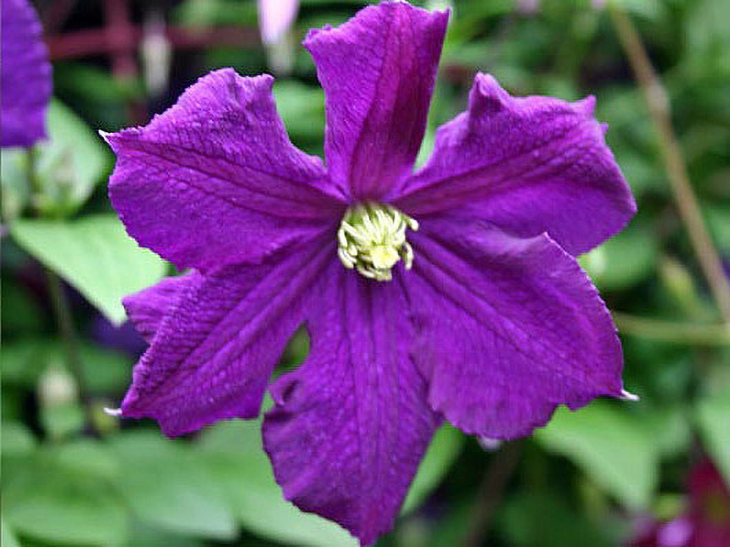 Clematis Polish Spirit Vine - Rich Purple - Blue - 2.5" Pot - Walmart.com