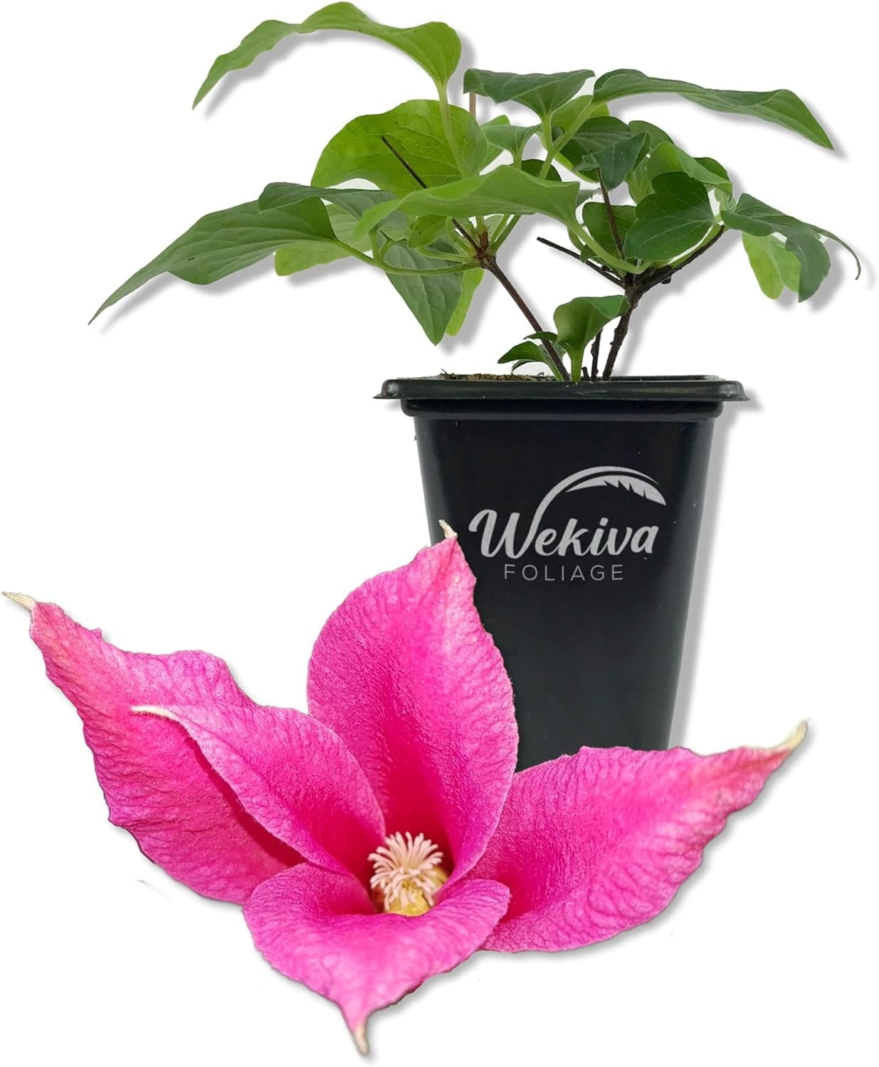 Clematis Princess Diana - Live Starter Plant in a 2 Inch Growers Pot ...