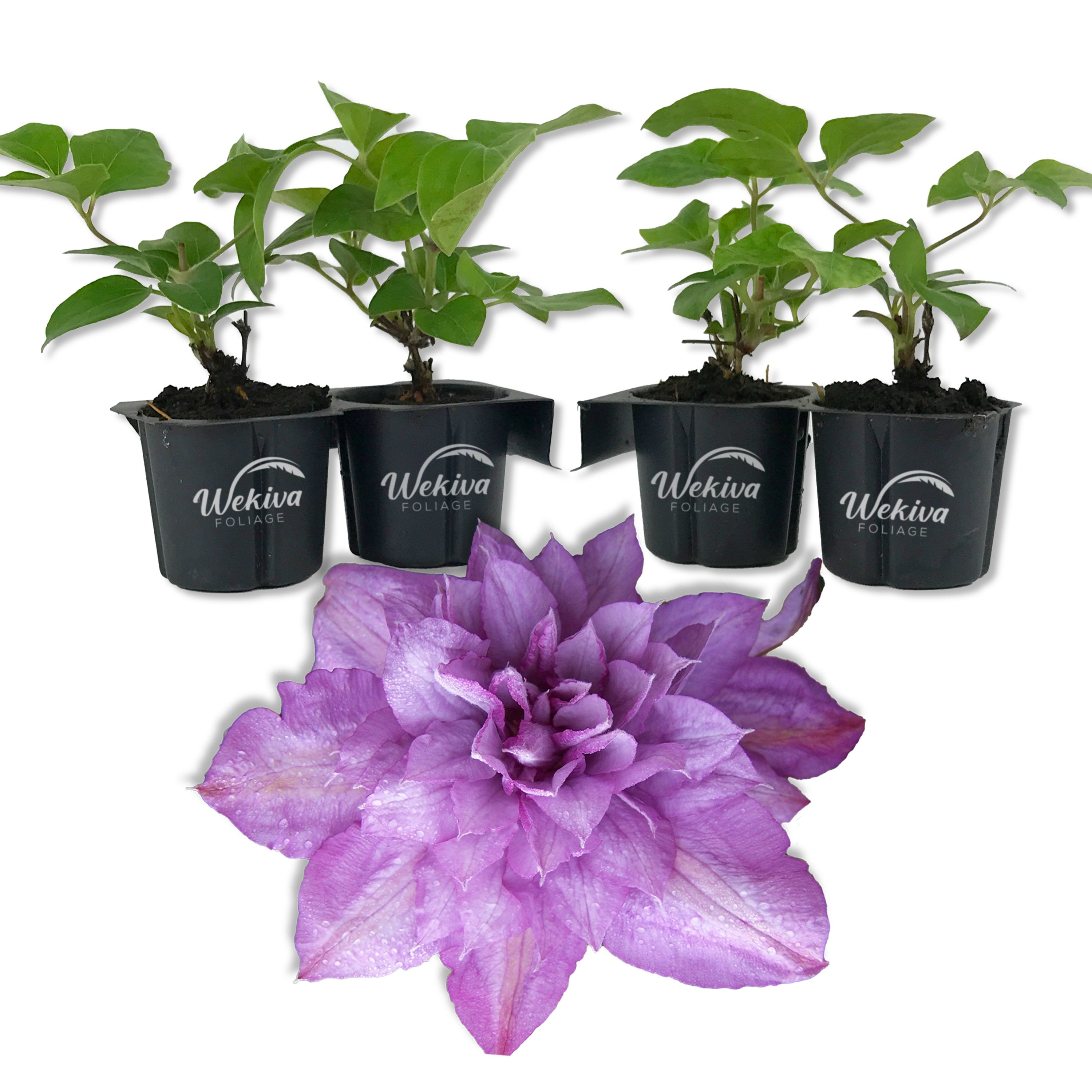 Clematis Proteus - 4 Live Starter Plants in 2 Inch Growers Pots ...