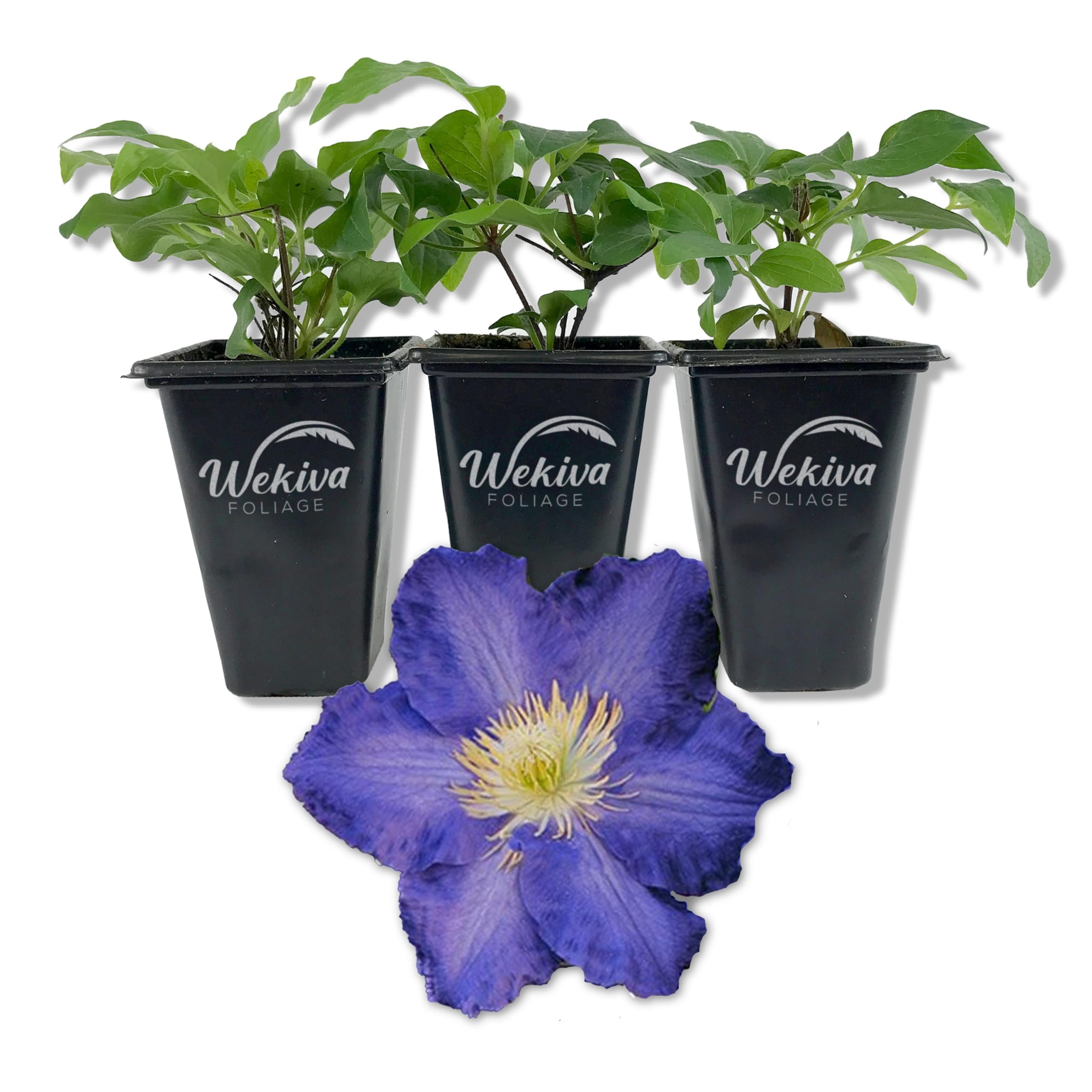 Clematis Ravel - 3 Live Starter Plants in 2 Inch Growers Pots - Starter ...
