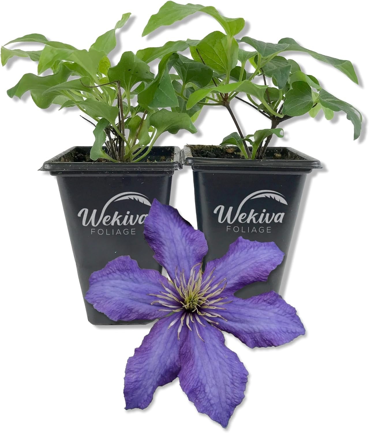 Clematis Rhapsody - 2 Live Starter Plants in 2 Inch Growers Pots ...