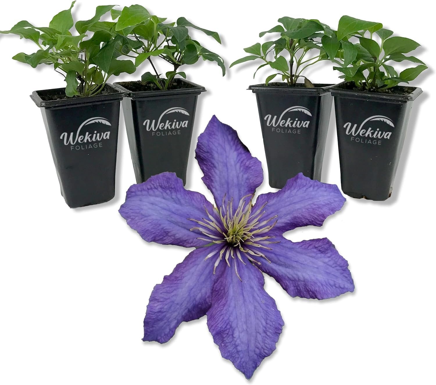 Clematis Rhapsody - 4 Live Starter Plants in 2 Inch Growers Pots ...