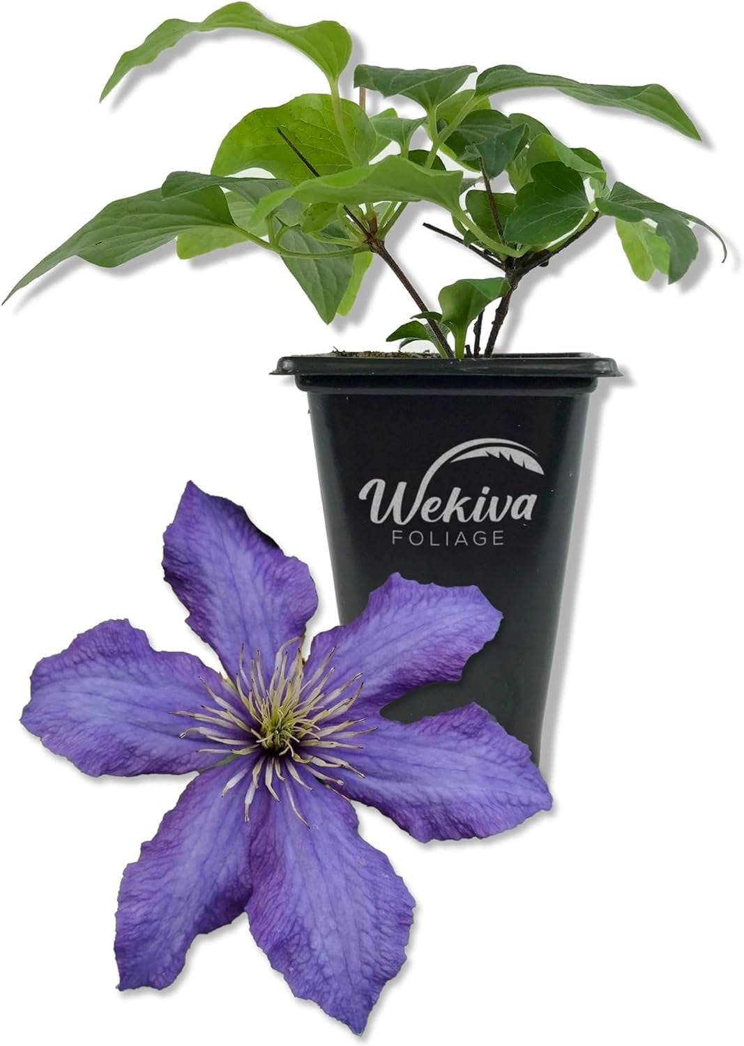 Clematis Rhapsody - Live Starter Plant in a 2 Inch Growers Pot ...