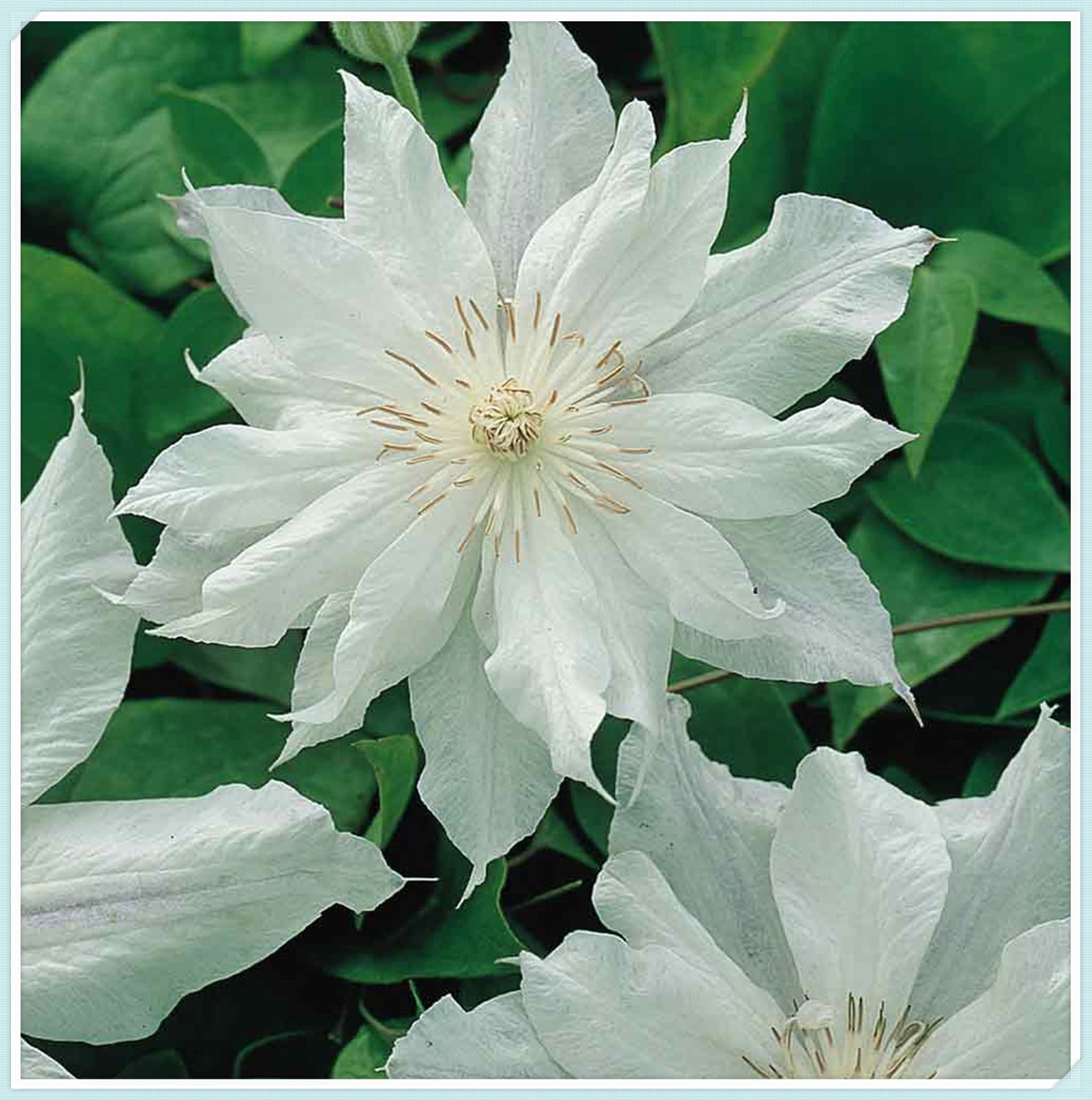 Clematis Rhizome/ Long Flowering Time/Healthy/Clematis Bulbs Long ...