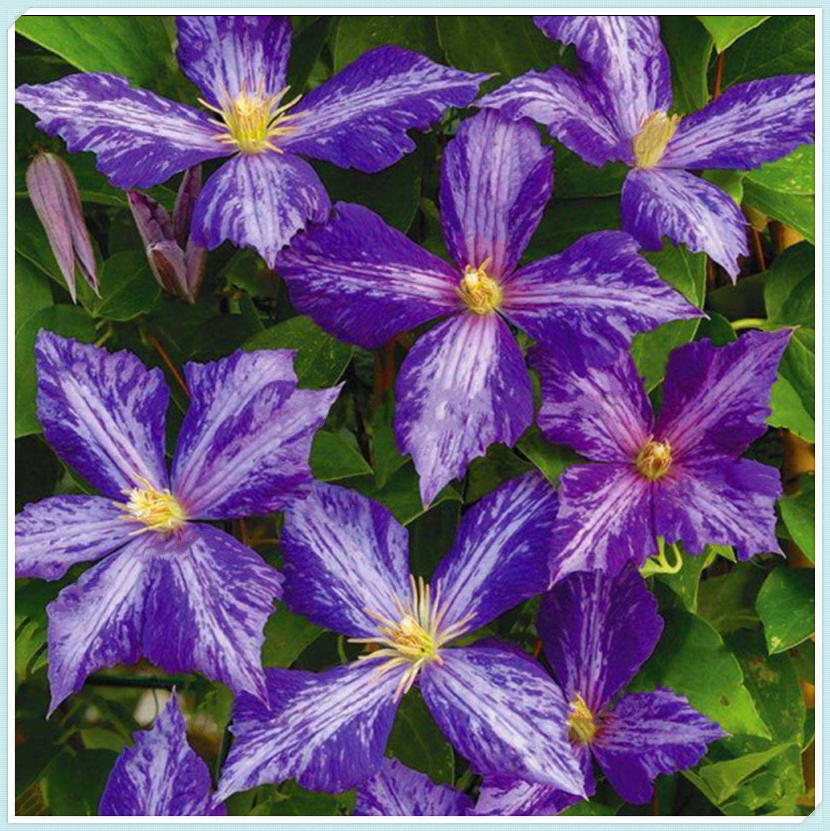 Clematis Rhizome/ Long Flowering Time/Healthy/Clematis Bulbs Long ...