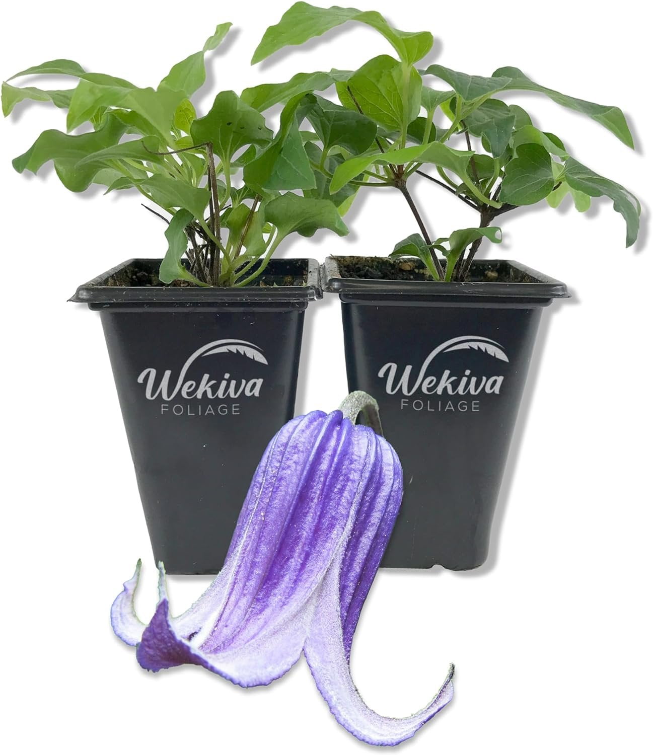 Clematis Roguchi - 2 Live Starter Plants in 2 Inch Growers Pots ...