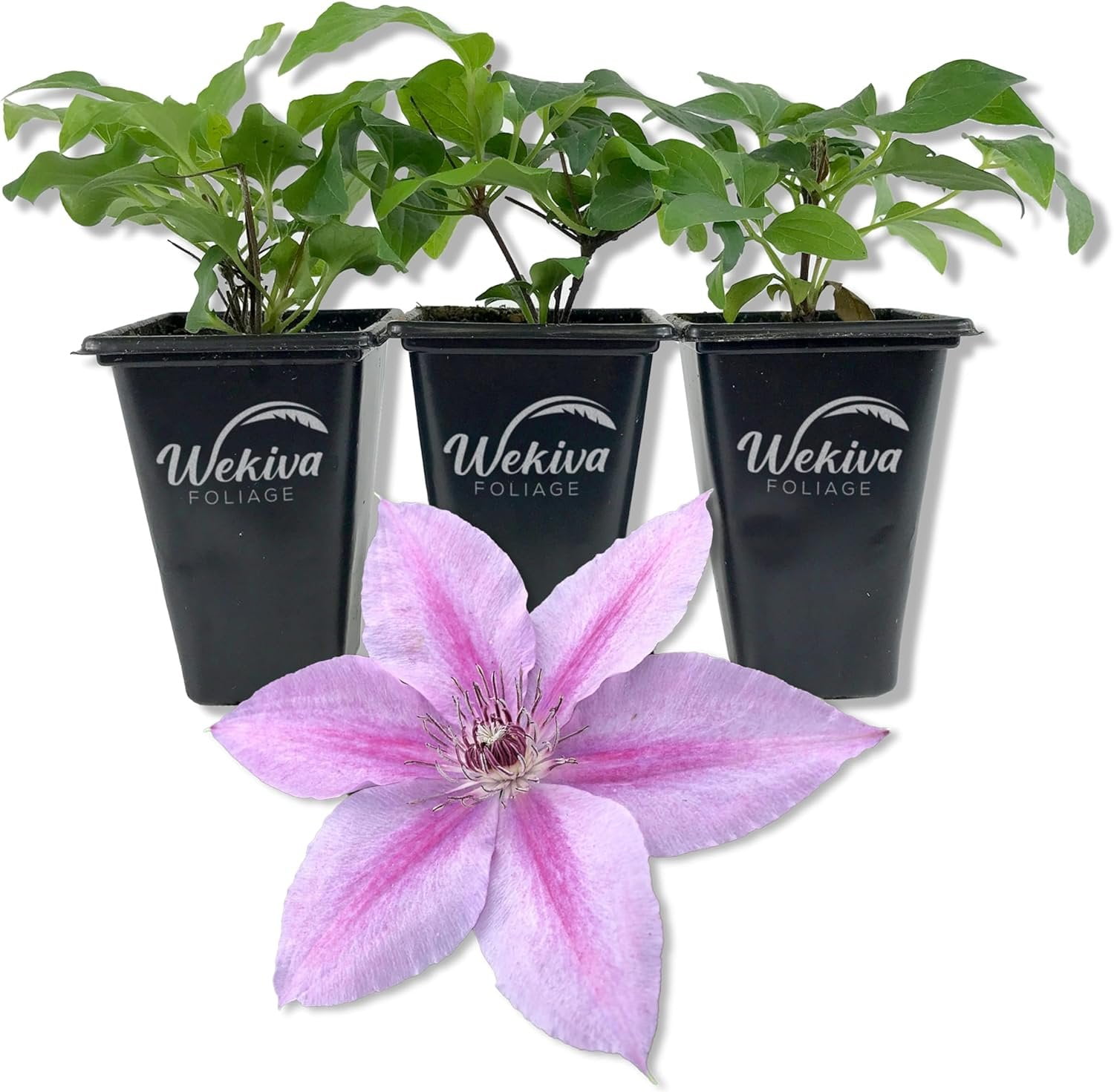 Clematis Rosalie - 3 Live Starter Plants in 2 Inch Growers Pots ...