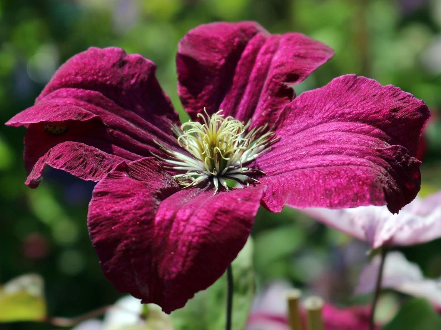 Clematis Rouge Cardinal - Live Plant in a 4 Inch Growers Pot - Clematis ...
