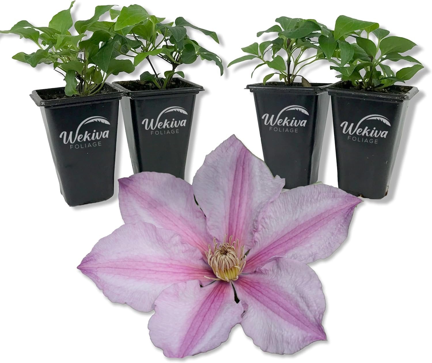 Clematis Sally - 4 Live Starter Plants in 2 Inch Growers Pots - Starter ...