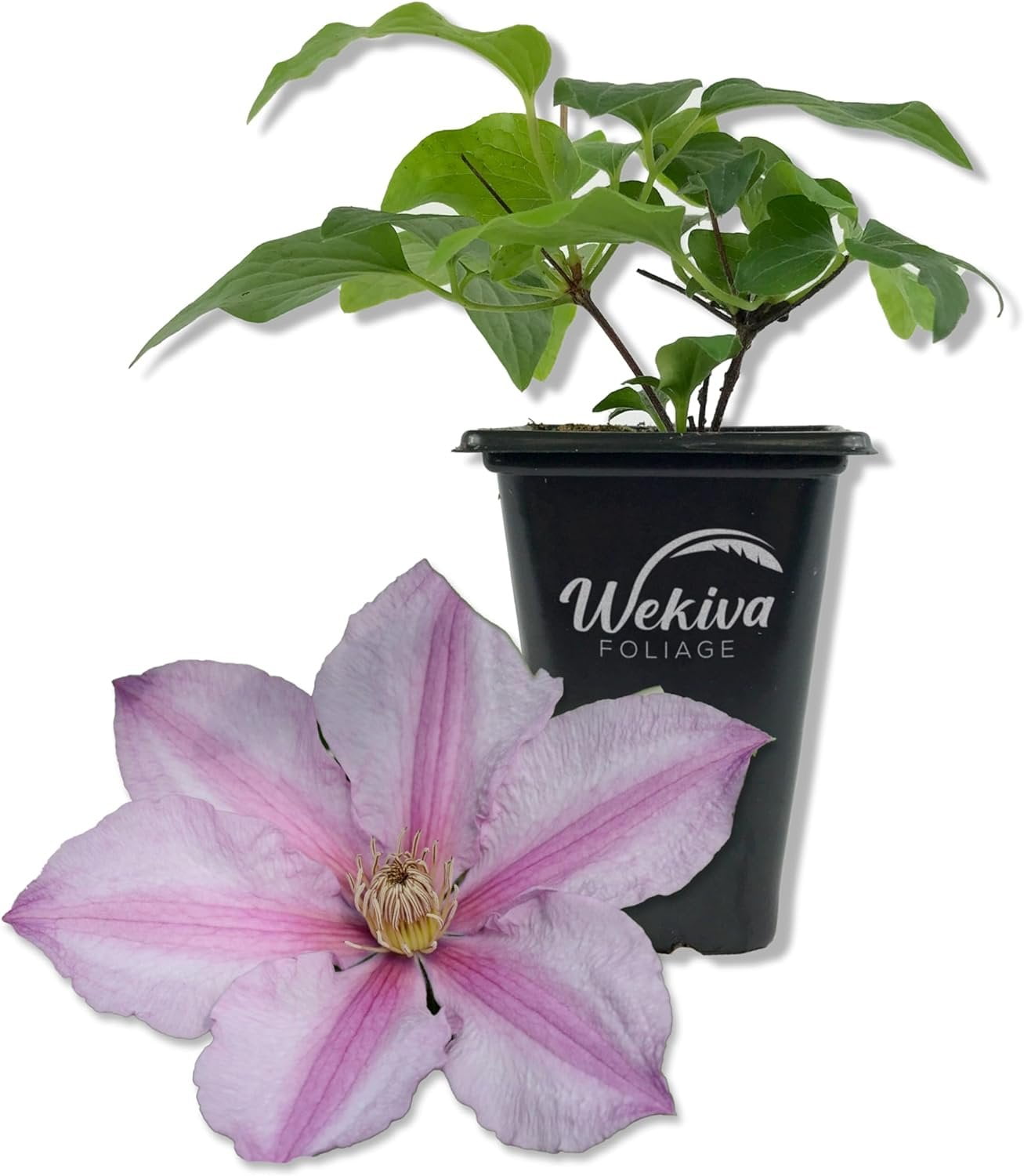 Clematis Sally - Live Starter Plant in a 2 Inch Growers Pot - Starter ...