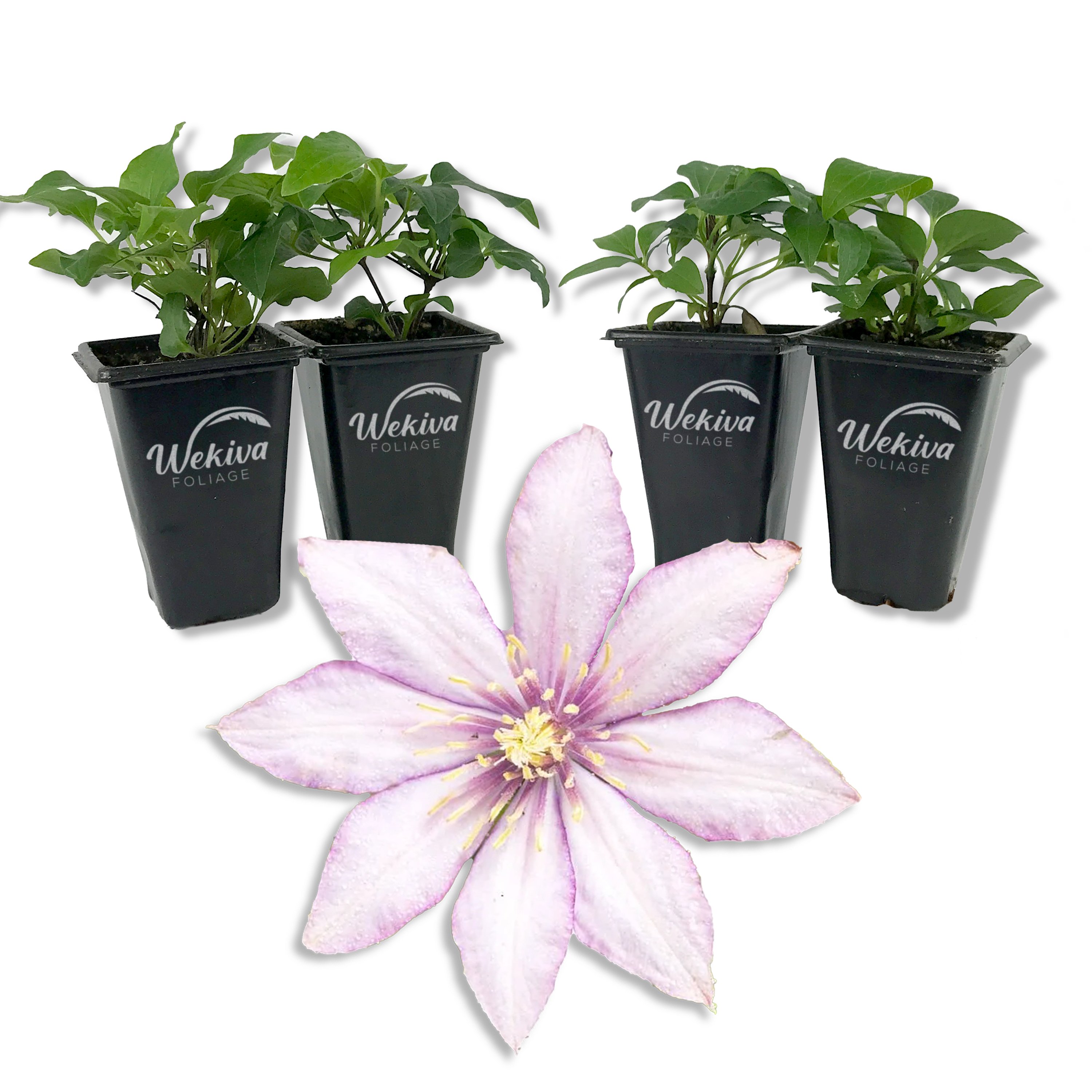 Clematis Samaritan Jo - 4 Live Starter Plants in 2 Inch Growers Pots ...