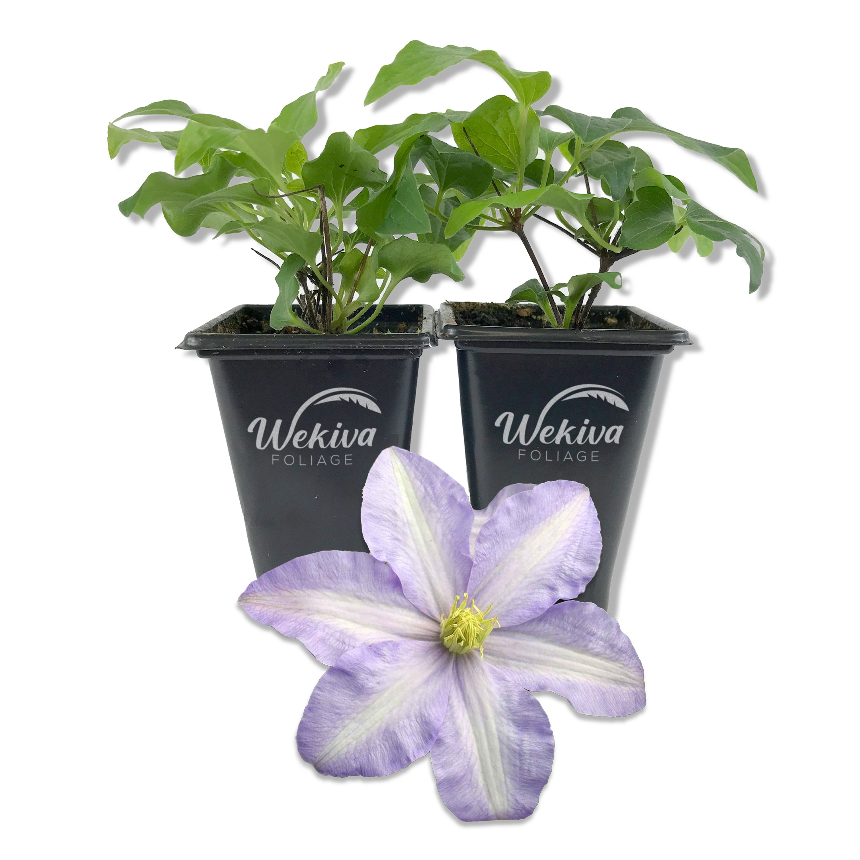 Clematis Silver Moon - 2 Live Starter Plants in 2 Inch Growers Pots ...