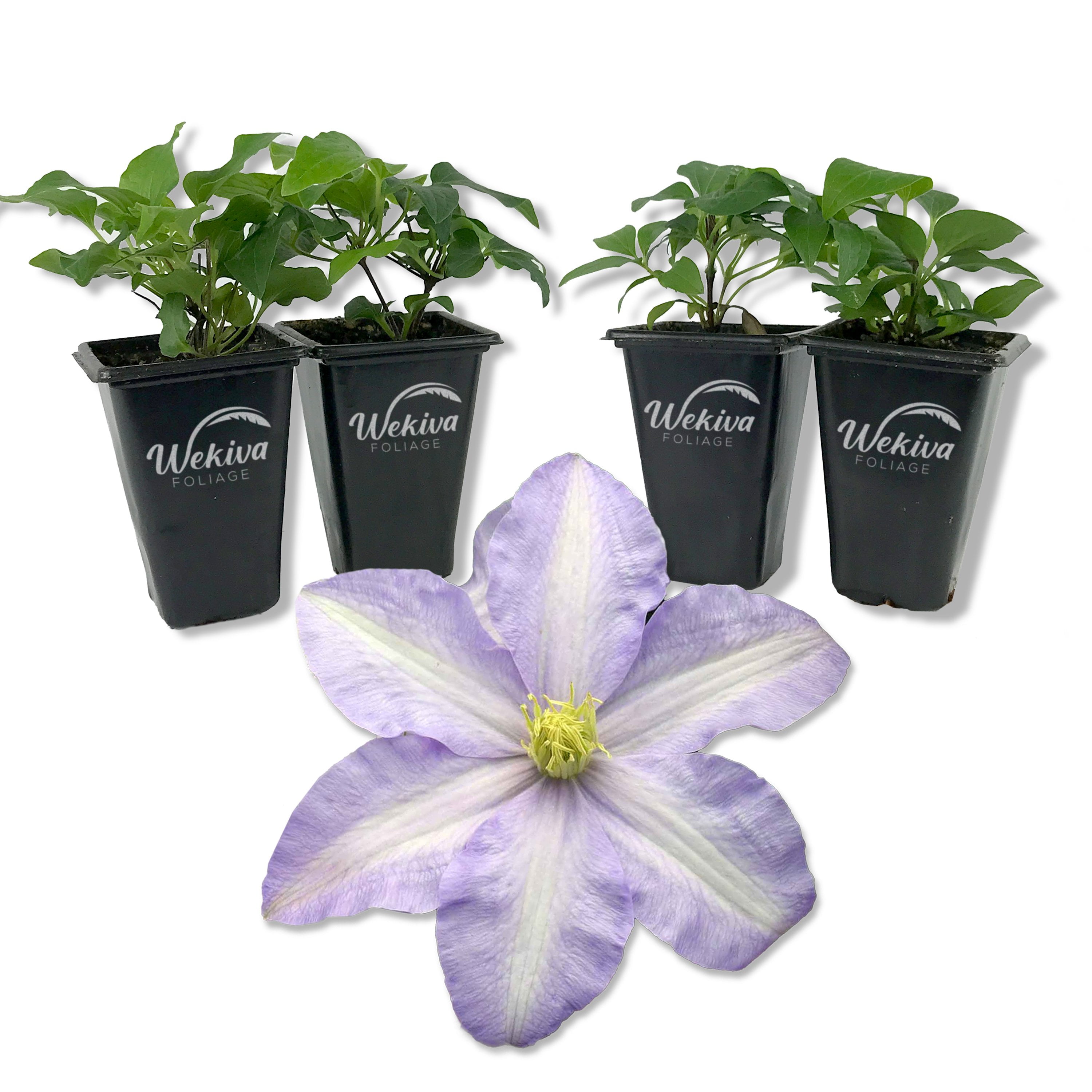 Clematis Silver Moon - 4 Live Starter Plants in 2 Inch Growers Pots ...