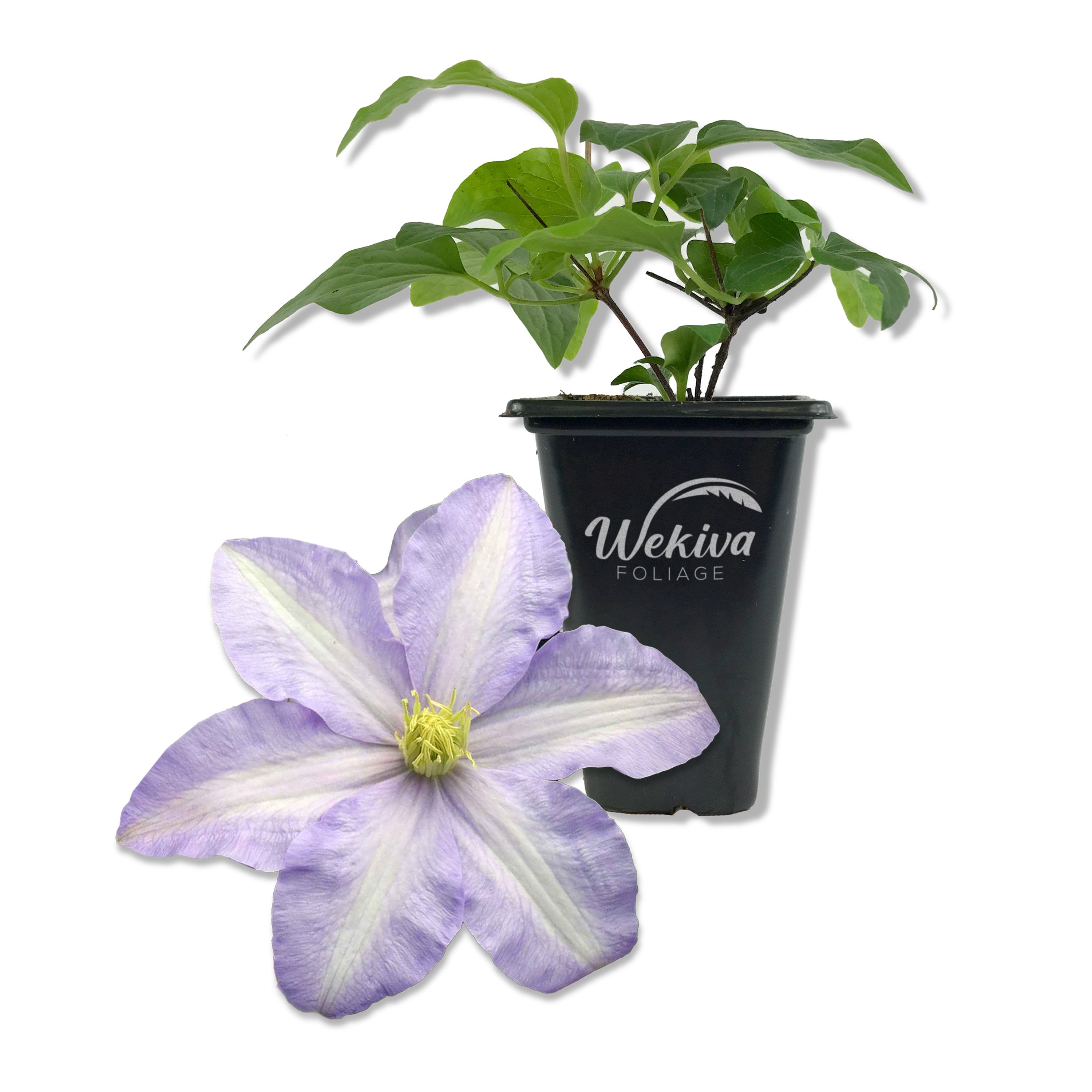 Clematis Silver Moon - Live Starter Plant in a 2 Inch Growers Pot ...