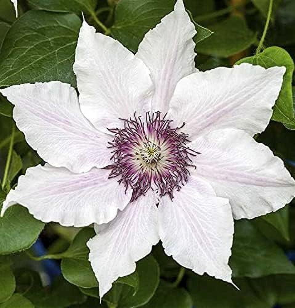 Clematis Snow Queen Live Plant - 4 Inch Pot - Starter Plants for Garden ...