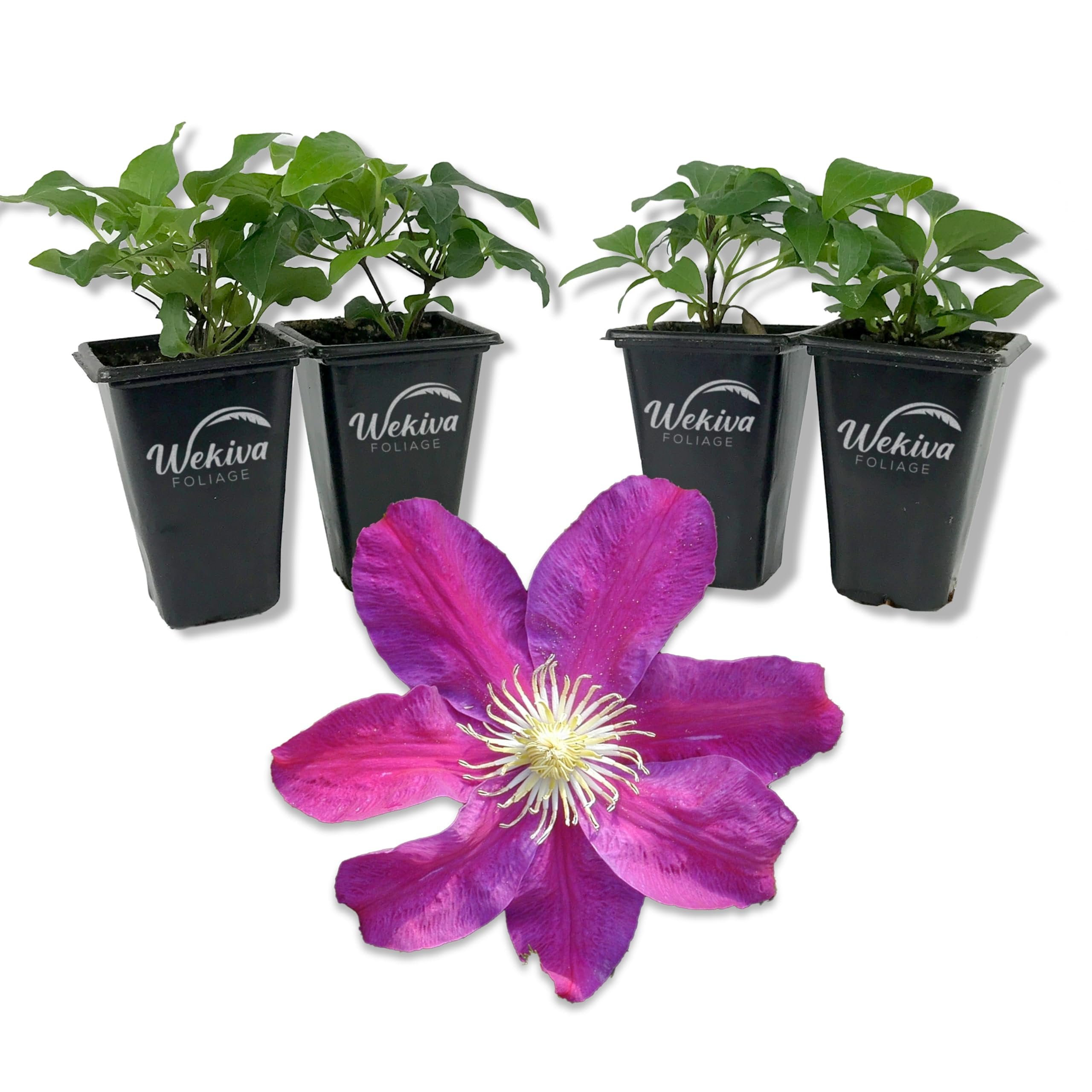 Clematis Sunset - 4 Live Starter Plants in 2 Inch Growers Pots ...