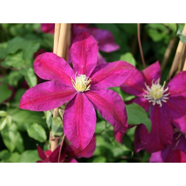 Clematis Sunset - 5 Live Plants in 4 Inch Growers Pots - Clematis ...