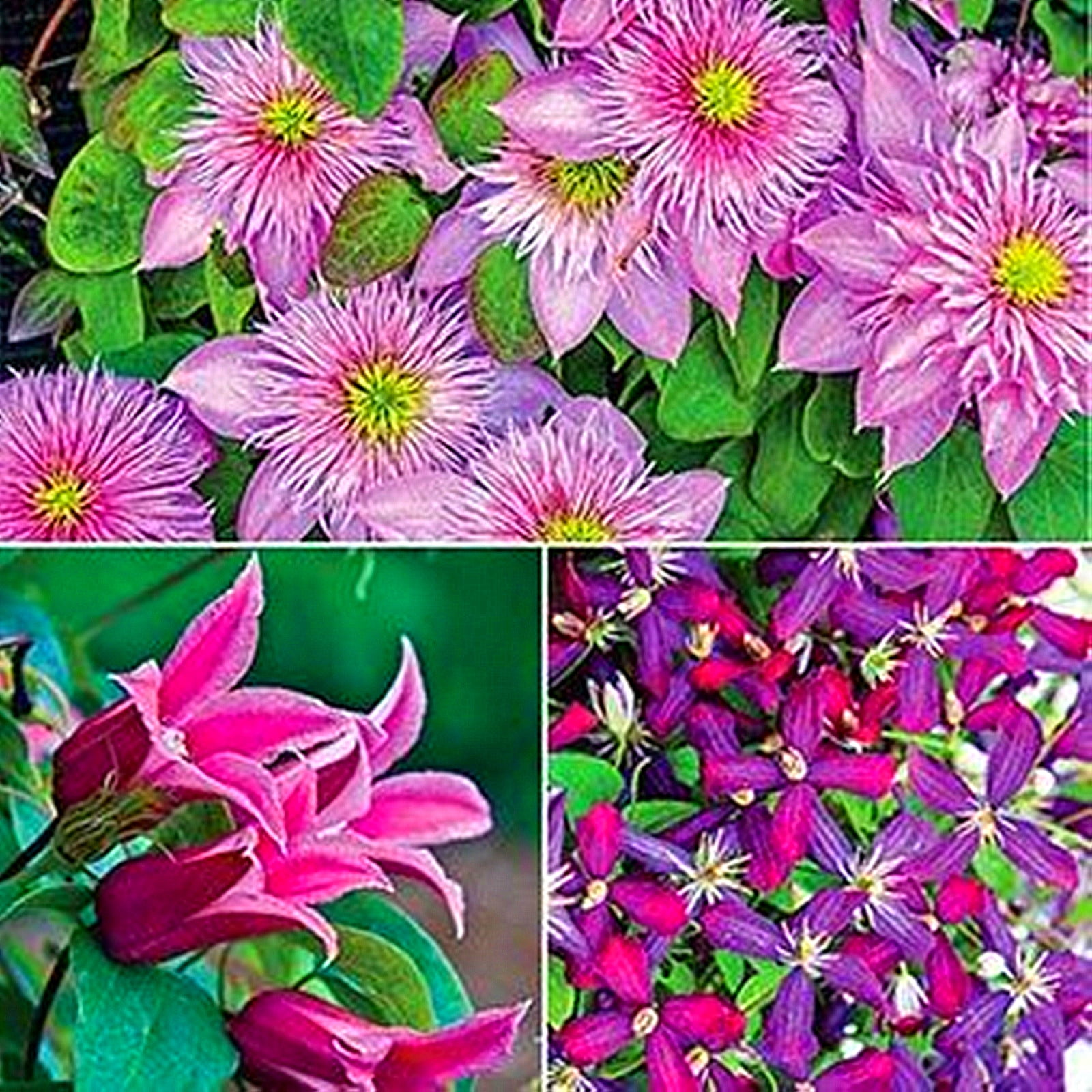 Clematis Surprise to Grow Fall or Spring Indoor or Outdoor(Clematis for ...