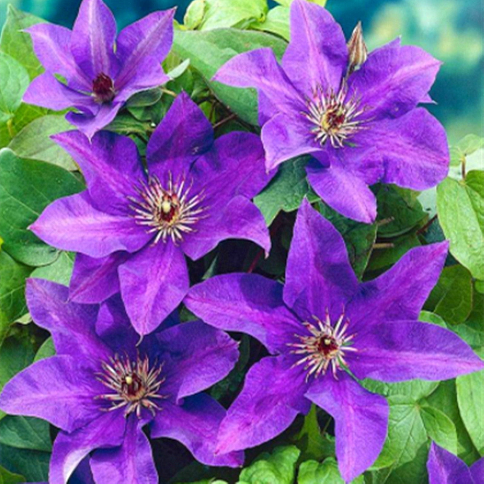 Clematis Surprise to Grow Pots to Grow Fall or Spring Indoor or Outdoor ...