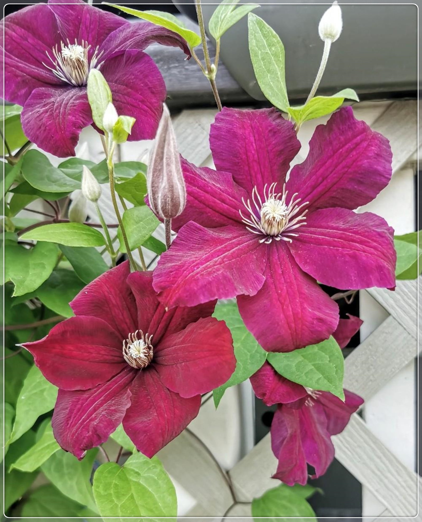 Clematis Surprise to Grow Pots to Grow Fall or Spring Indoor or Outdoor ...