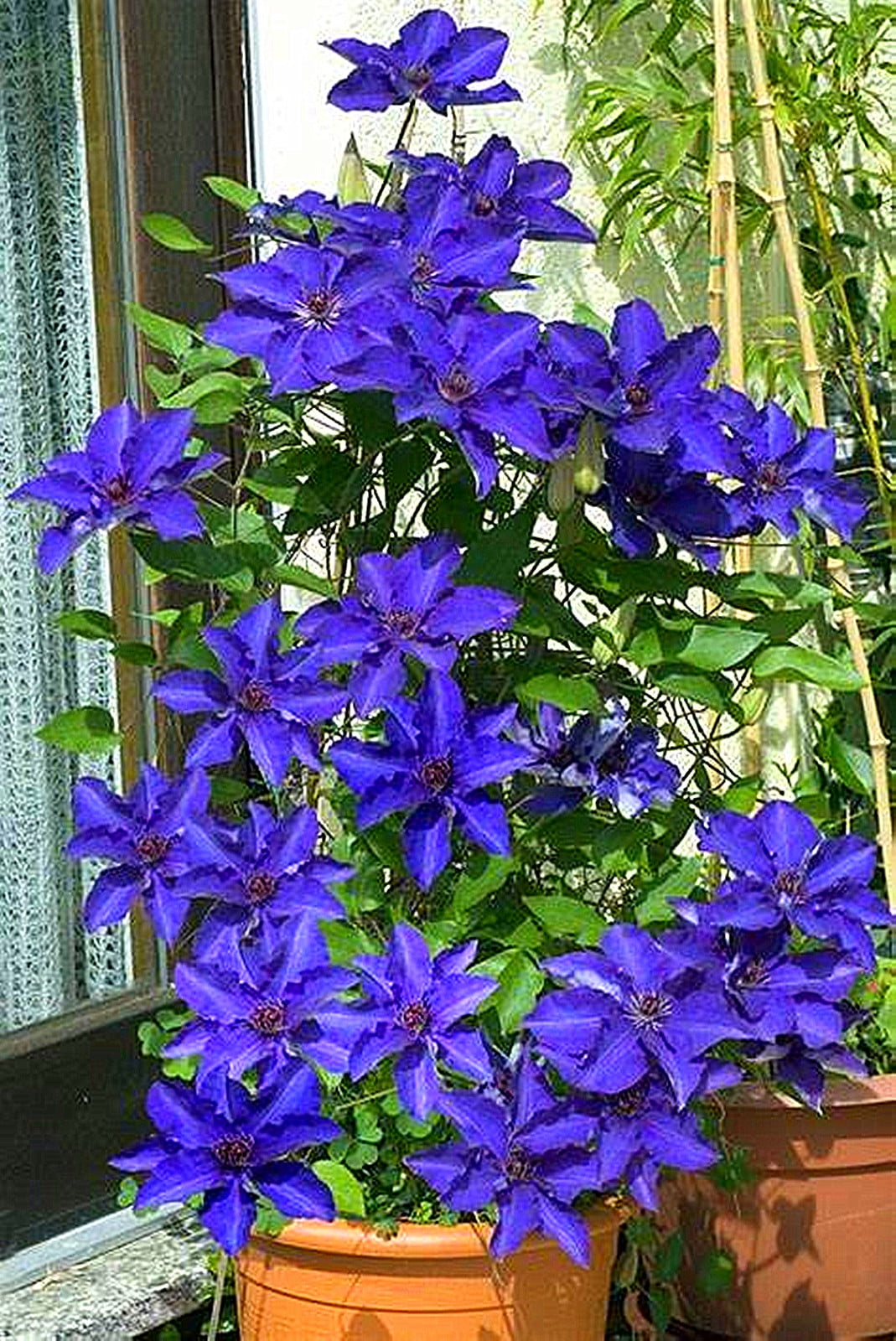 Clematis Surprise to Grow Pots to Grow Fall or Spring Indoor or Outdoor ...