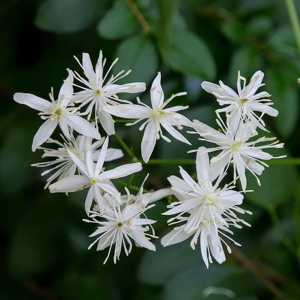 Clematis Sweet Autumn - 5 Live Plants in 4 Inch Growers Pots - Clematis ...