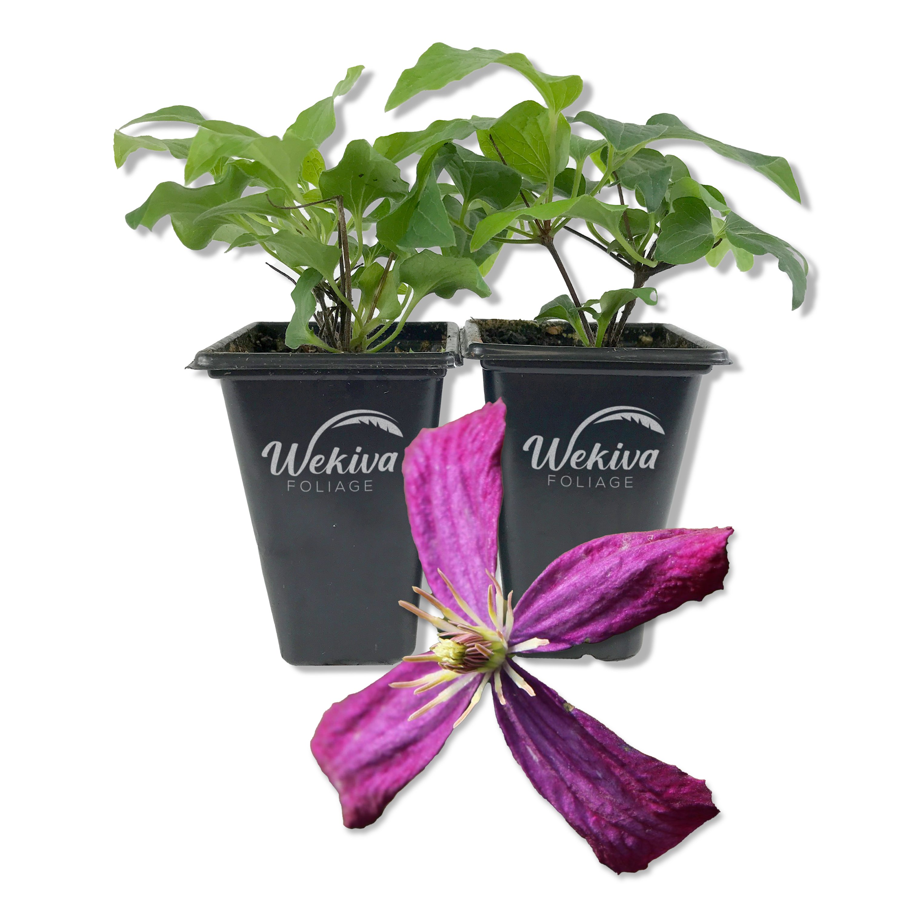 Clematis Sweet Summer Love - 2 Live Starter Plants in 2 Inch Growers ...