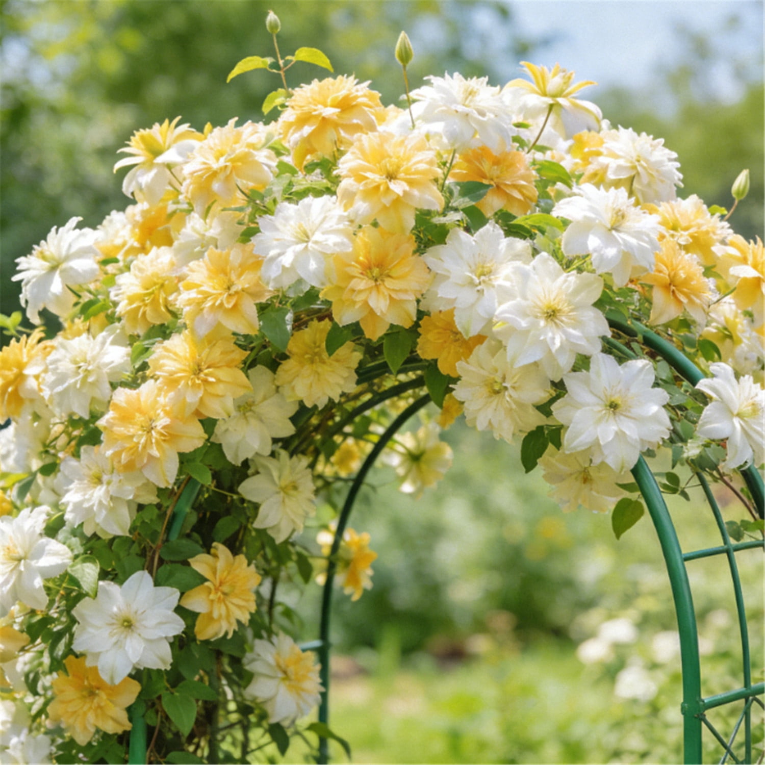 Clematis - Tall and upright - Strong Stem- Suitable for Outdoor and ...