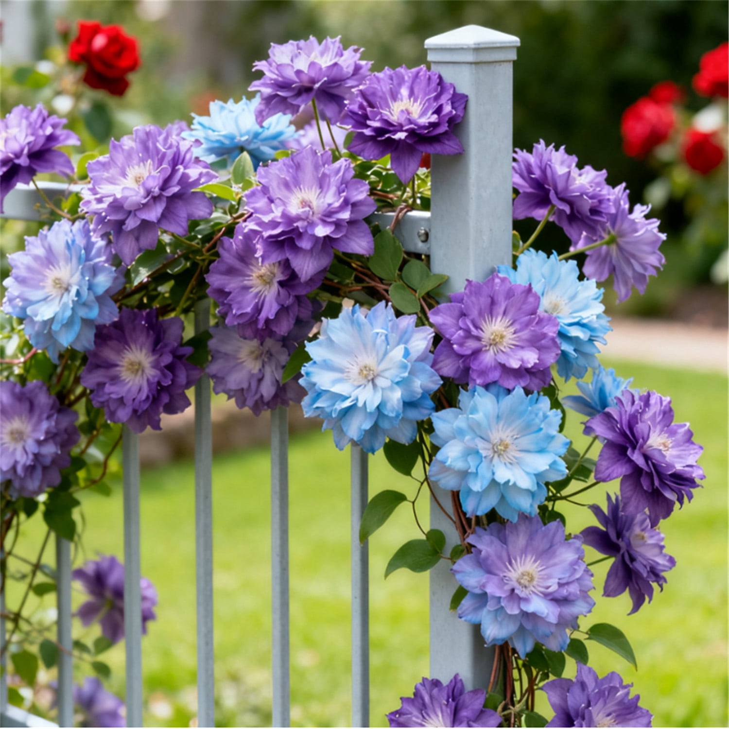 Clematis - Tall and upright - Strong Stem- Suitable for Outdoor and ...