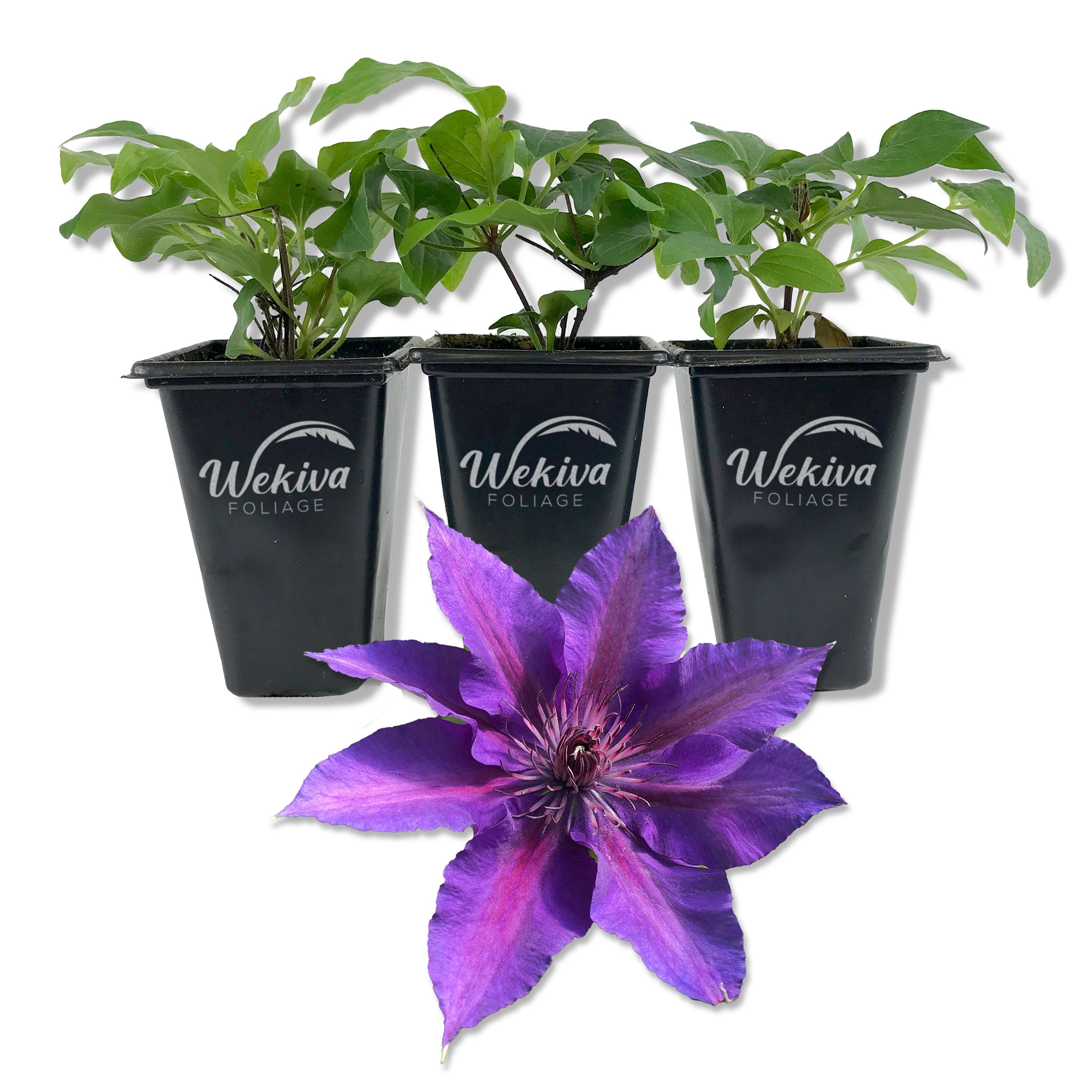 Clematis Edda - 3 Live Starter Plants in 2 Inch Growers Pots - Starter ...