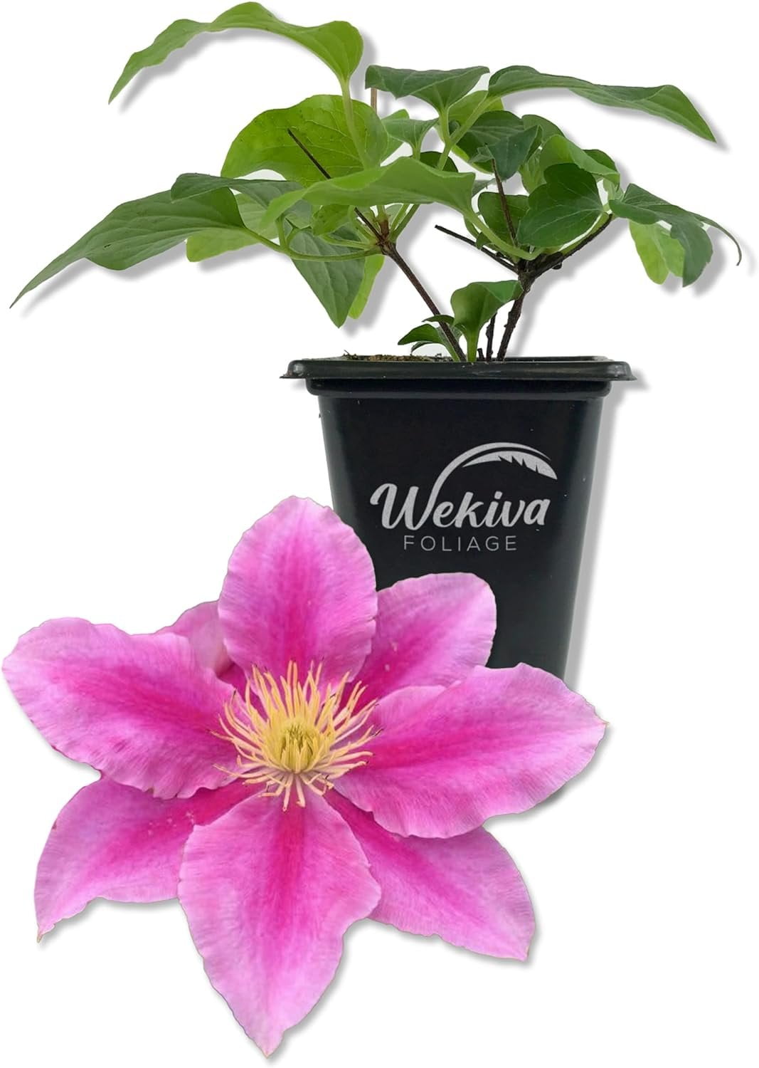 Wekiva Foliage, Clematis Vicki Live Starter Plant, Easy Grow Low ...