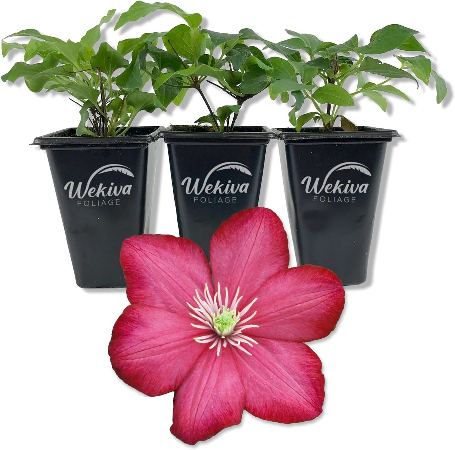 Clematis Ville de Lyon - 3 Live Starter Plants in 2 Inch Growers Pots ...